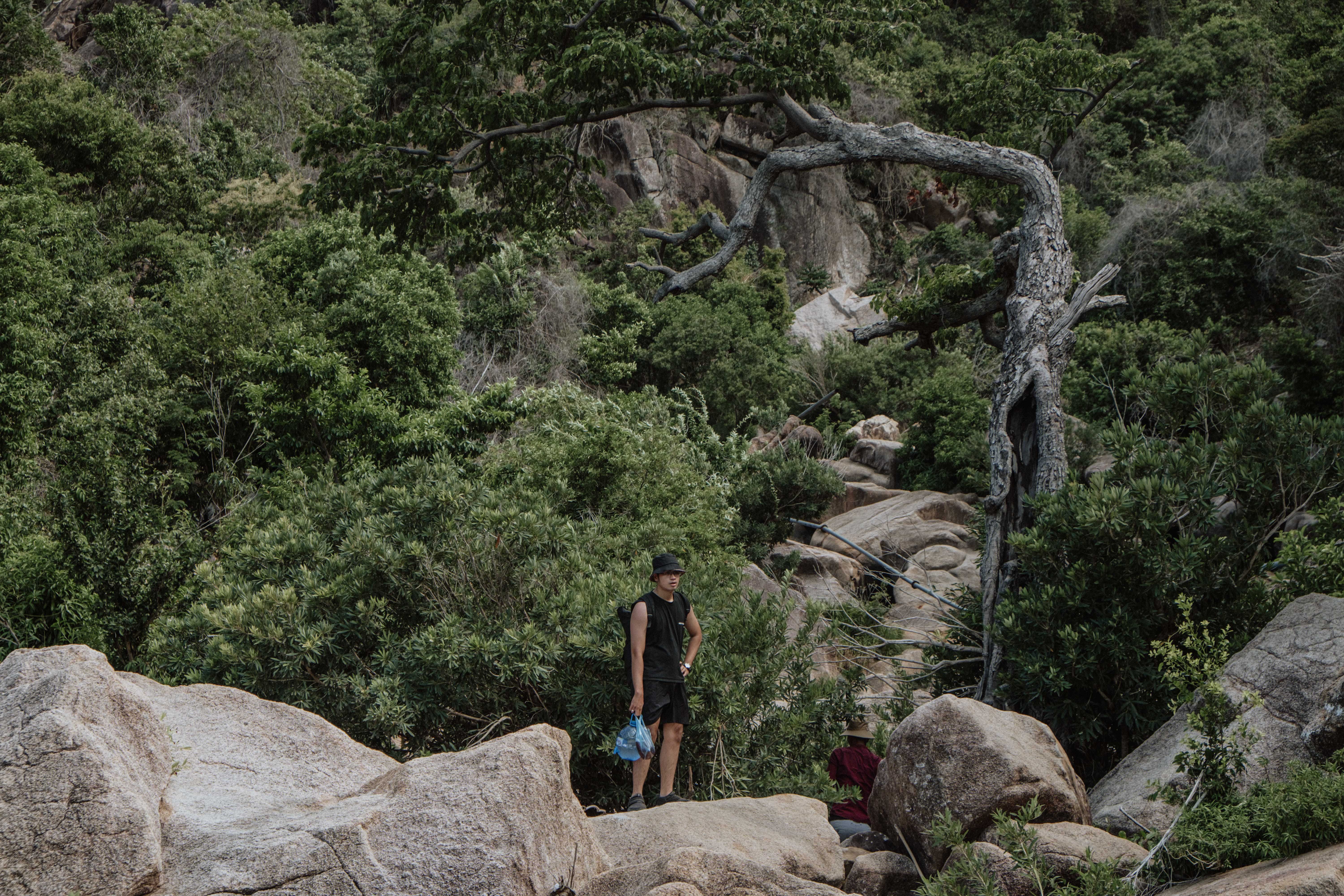 Climbers Tree Photos, Download The BEST Free Climbers Tree Stock Photos ...