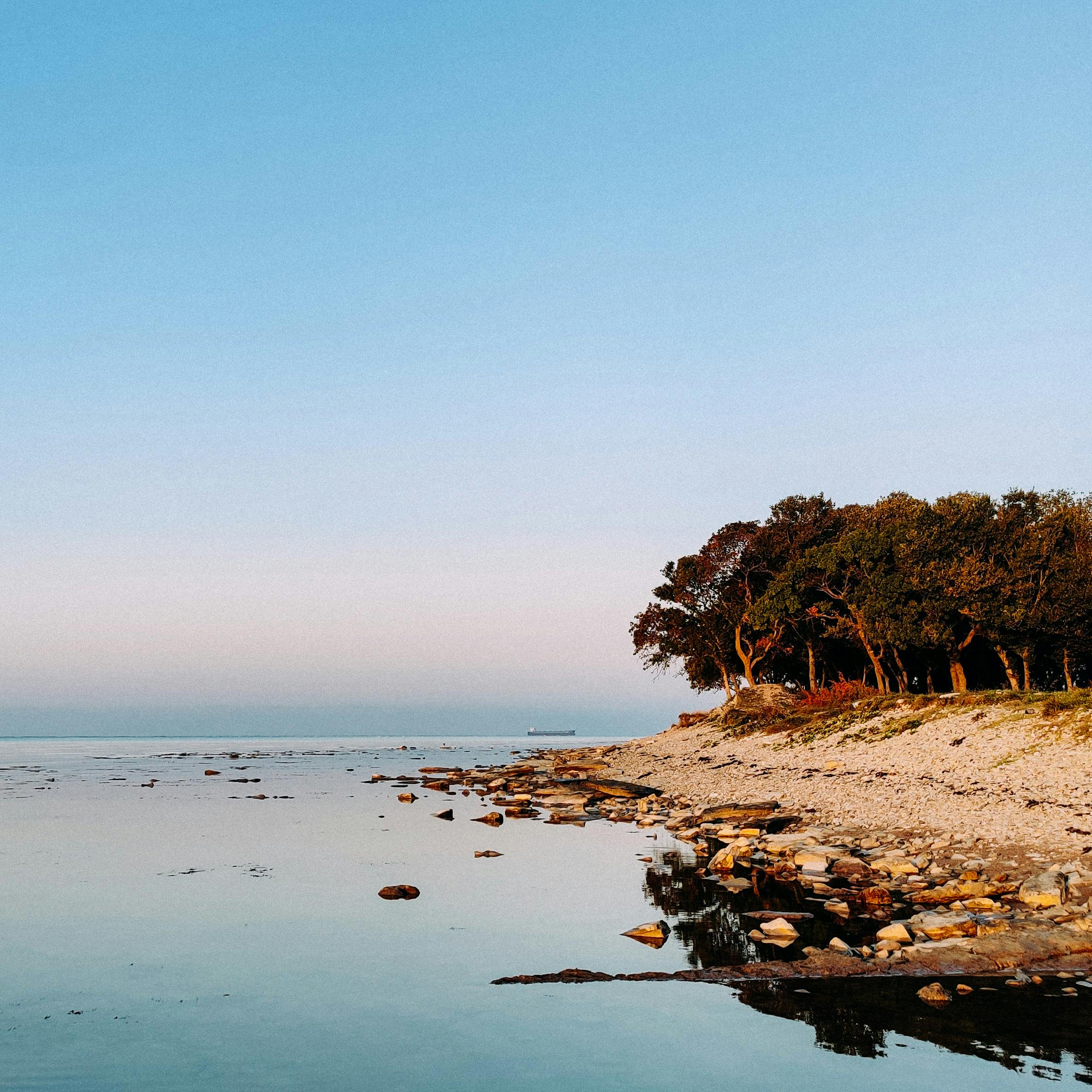 Trees Near the Beach · Free Stock Photo