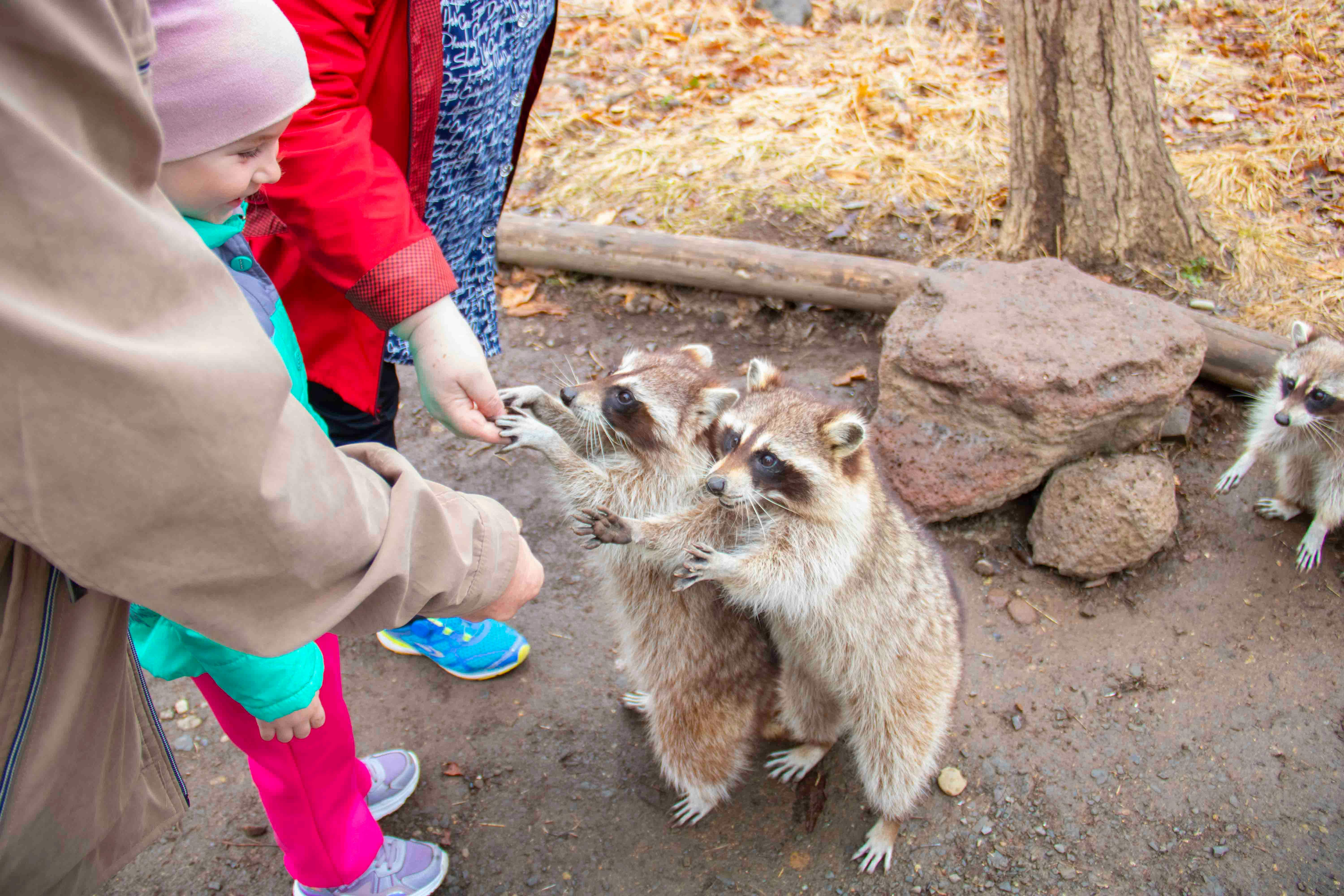 Family Feeding Raccoons · Free Stock Photo