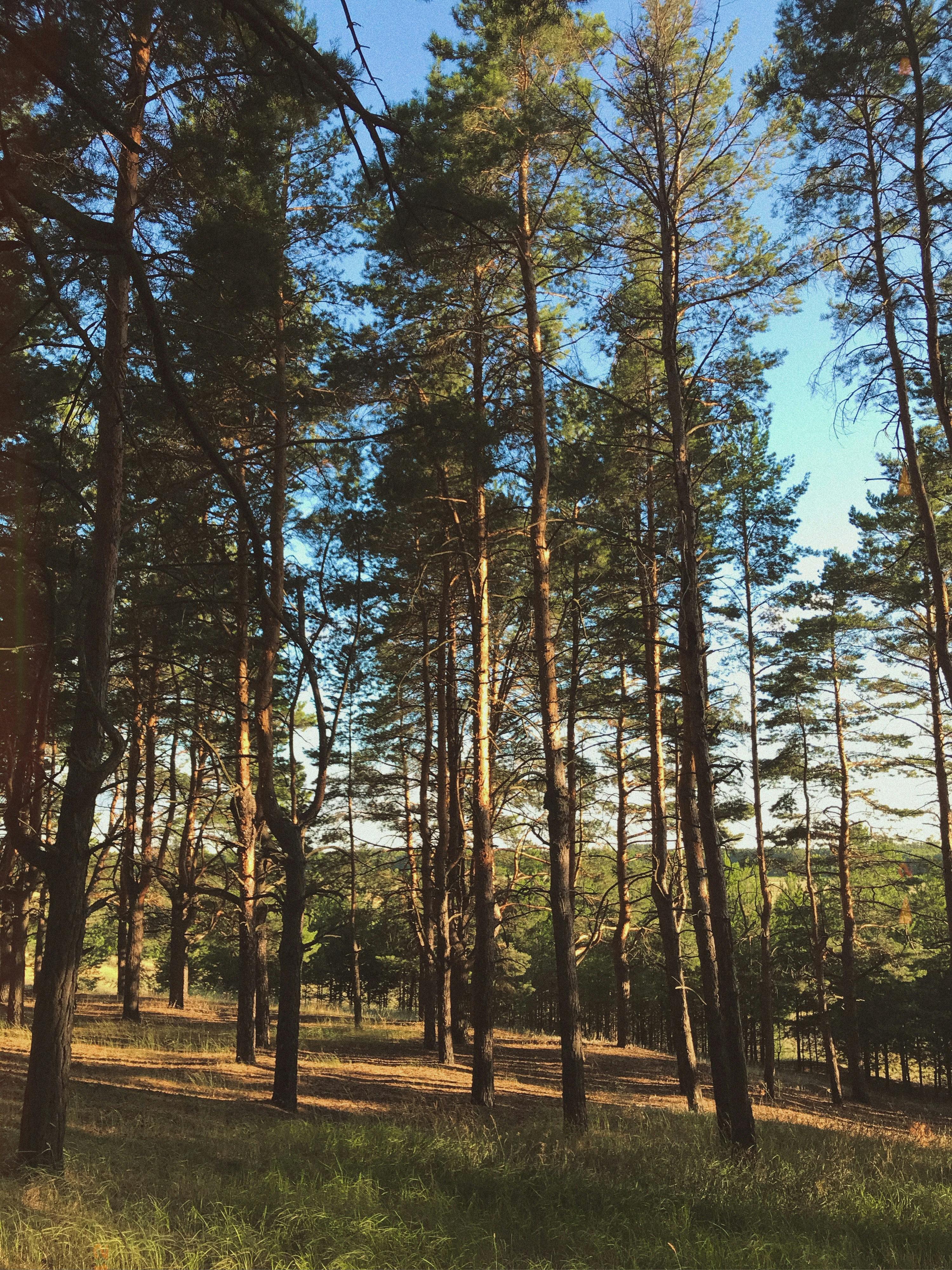 A Tall Trees on the Forest · Free Stock Photo
