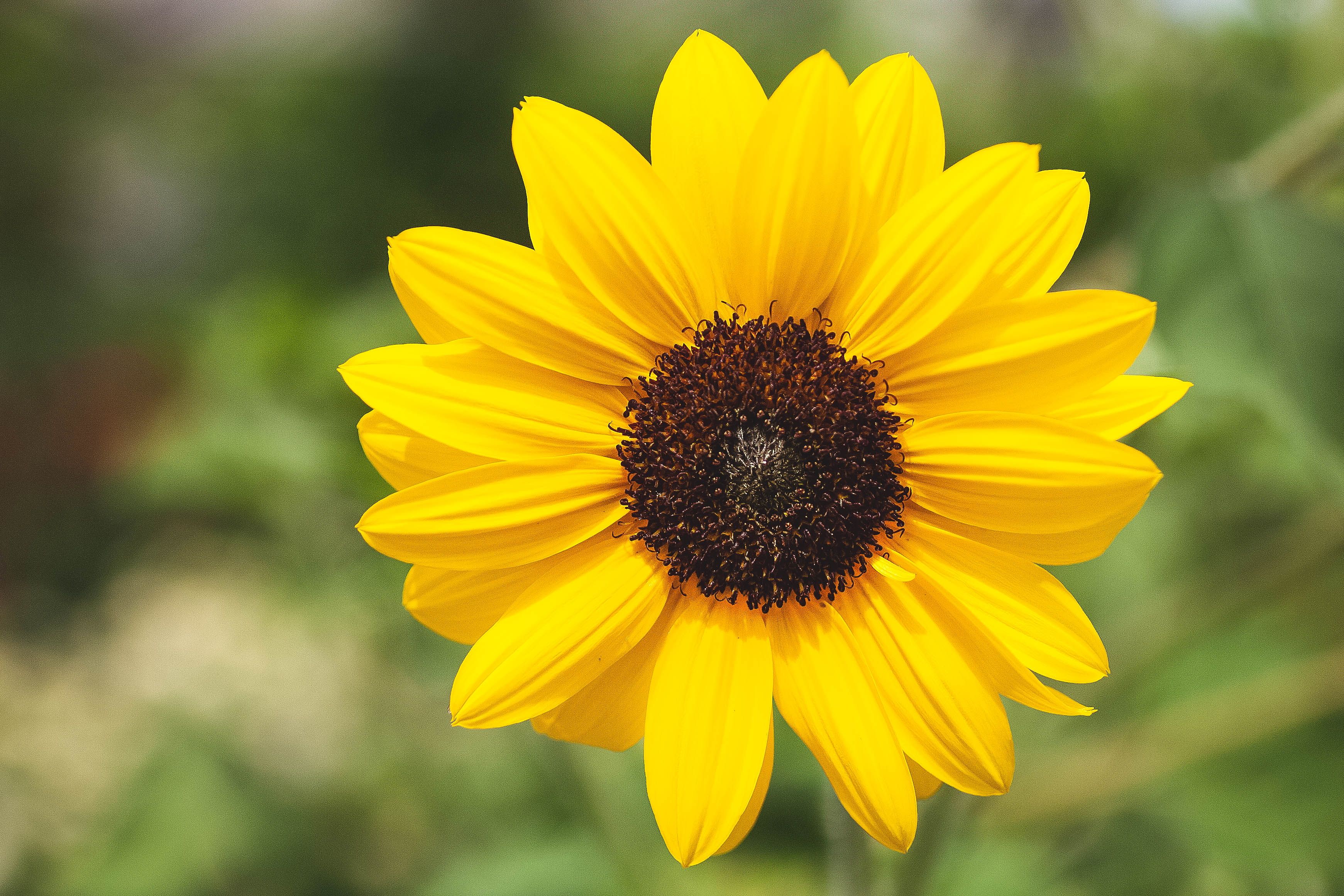 Sunflower Plant · Free Stock Photo