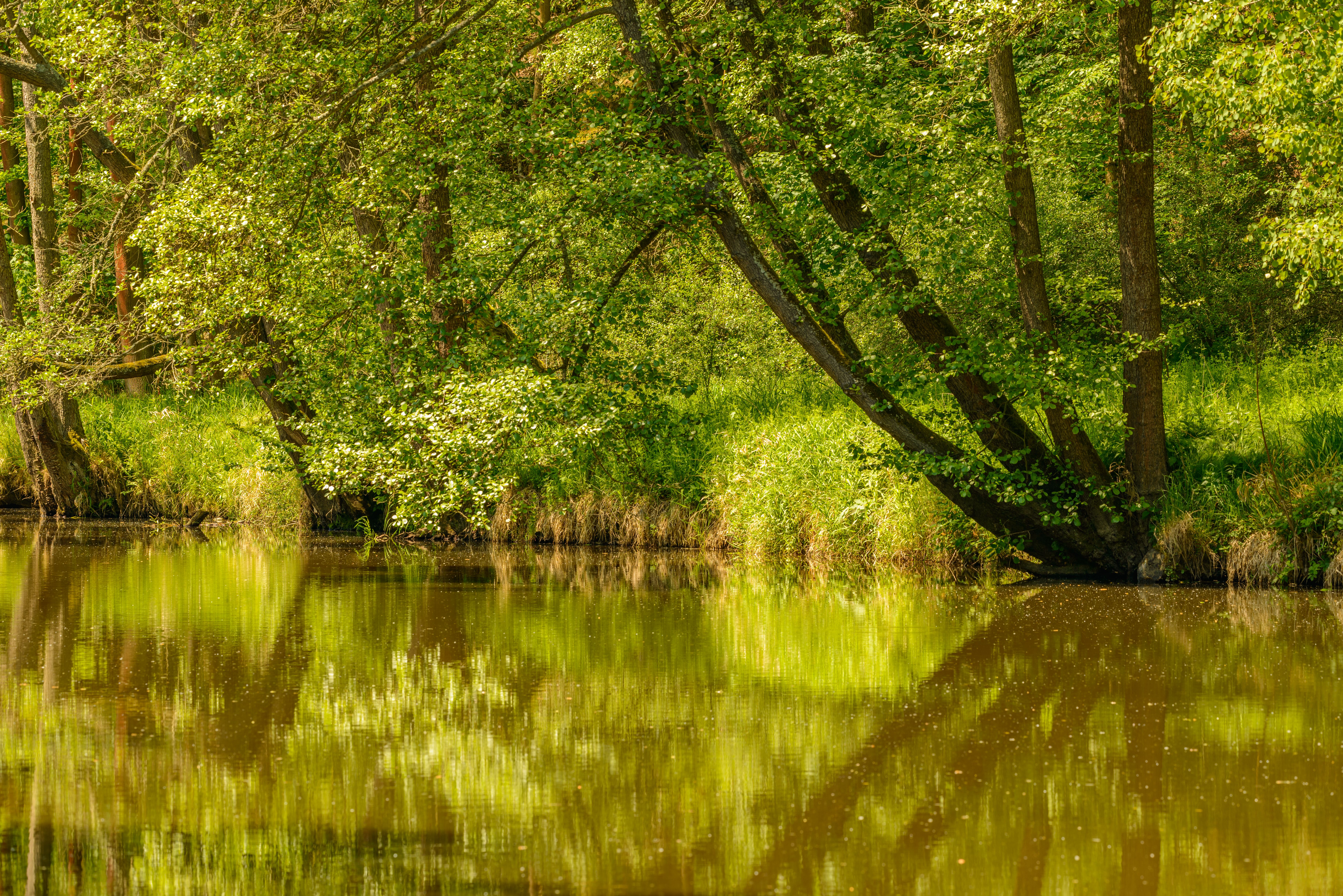 Green Grass Near River · Free Stock Photo