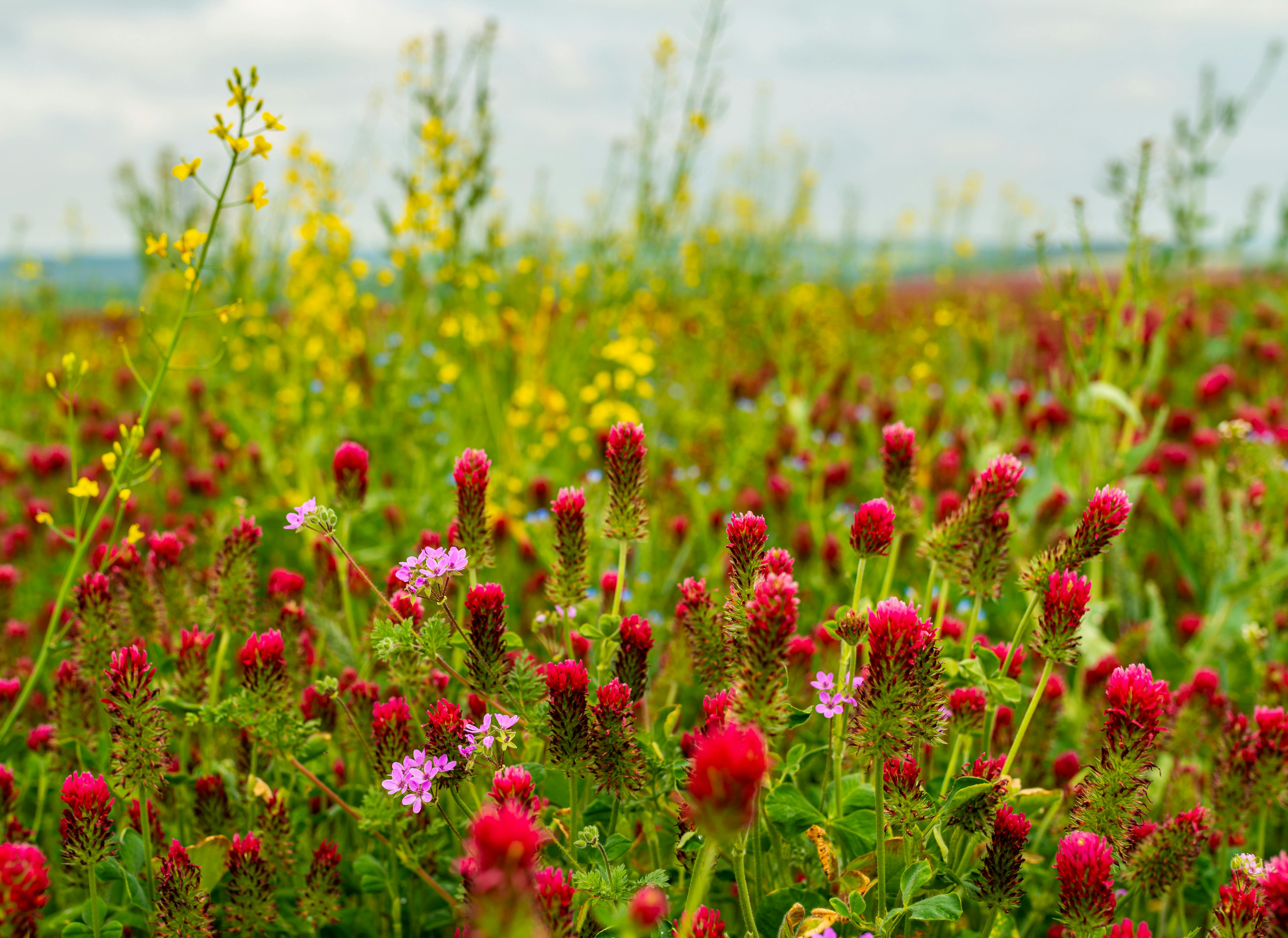 Red Flowers in the Field · Free Stock Photo