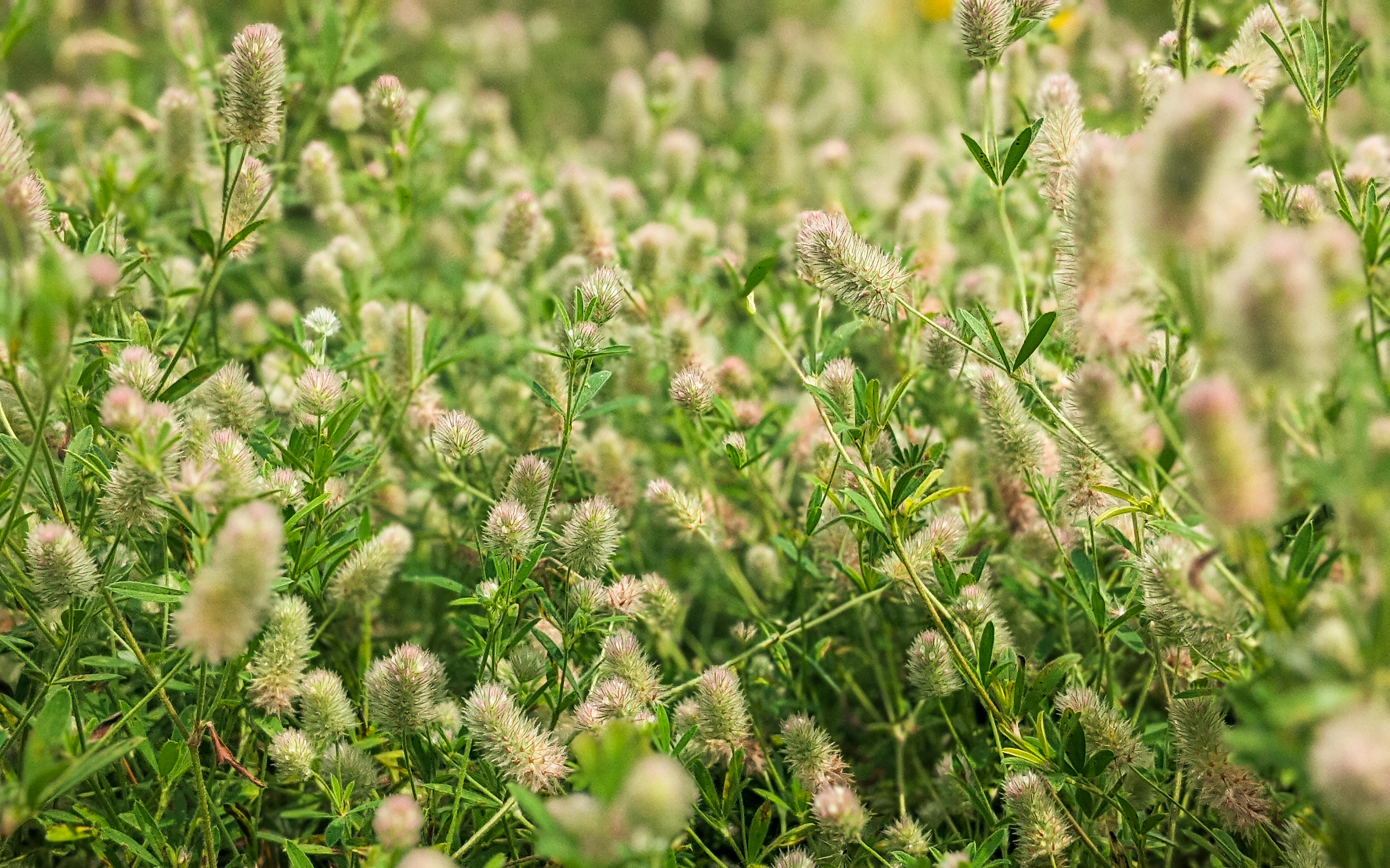 Green Grass with White Flowers Blooming · Free Stock Photo