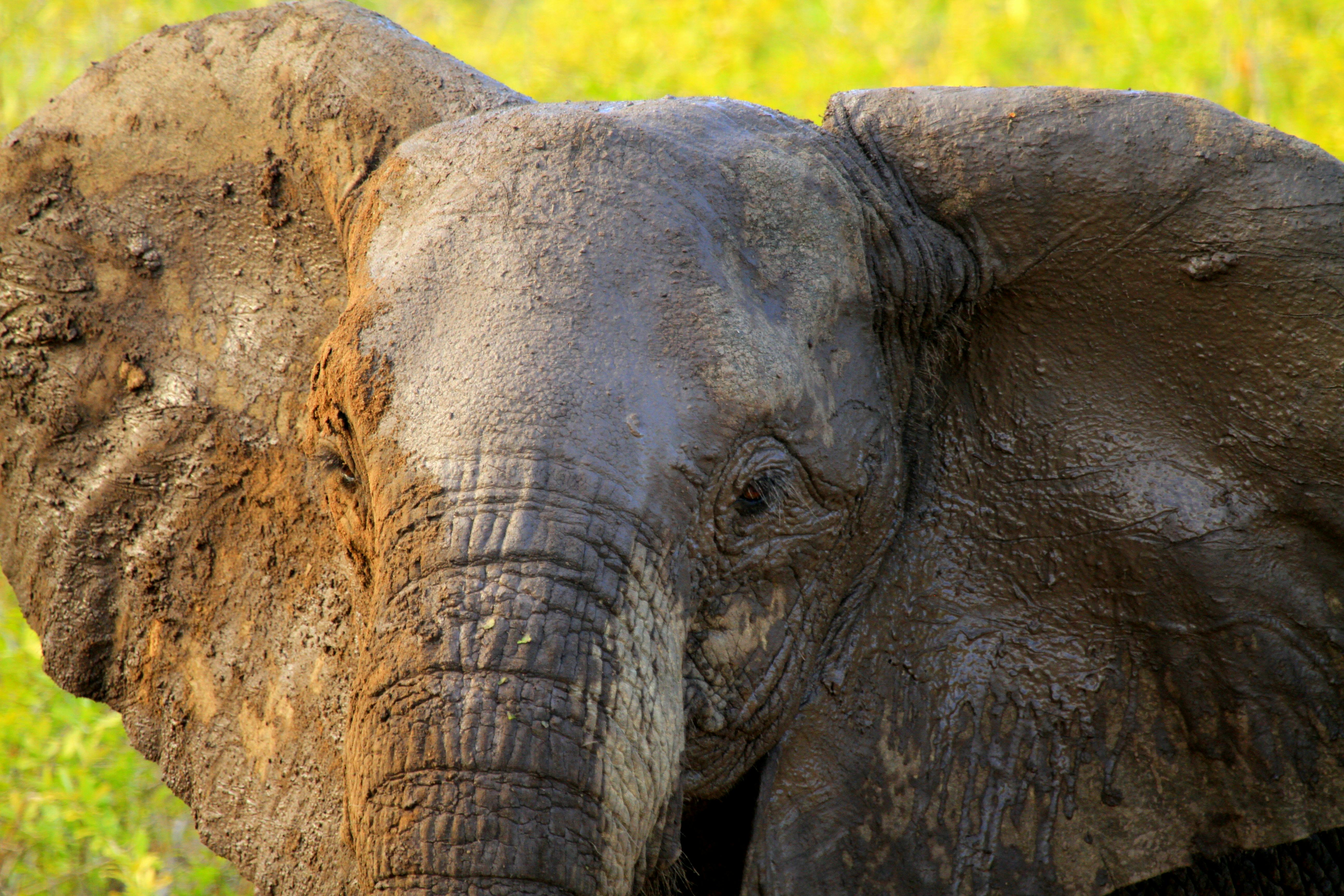 Free stock photo of elephant, elephant close up, elephant ears