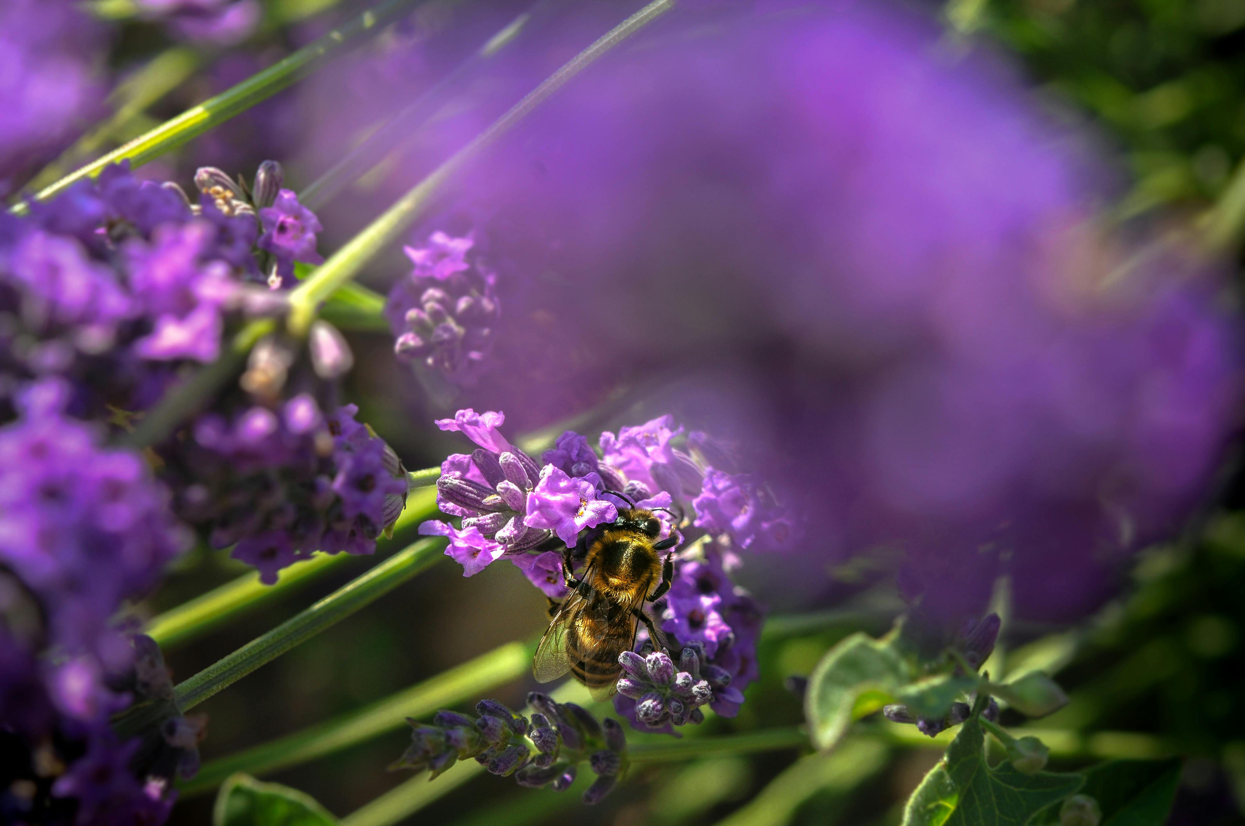 macro photography 3 Photos & Videos Collected by Mano Photo