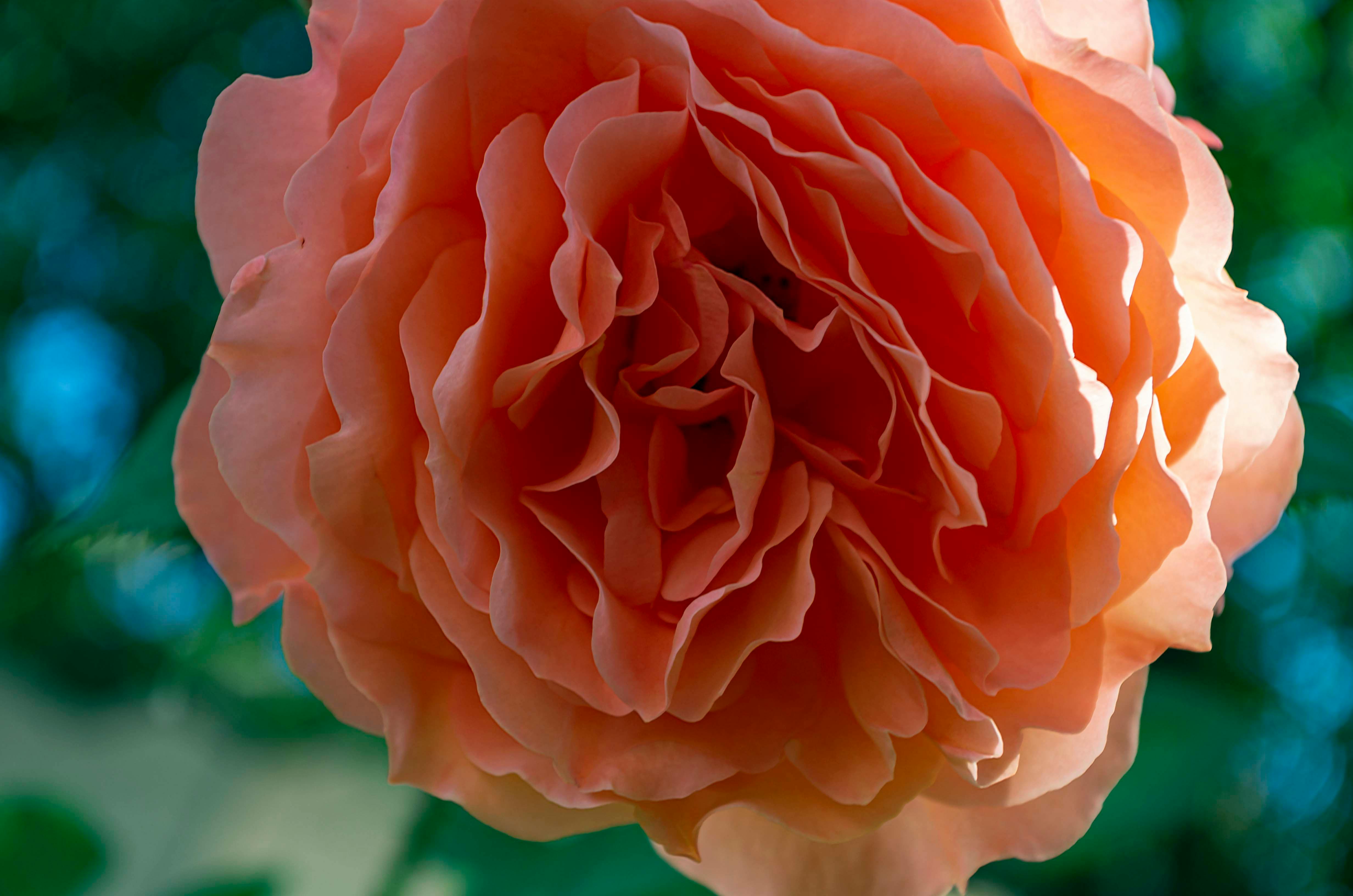 Close Photography of Red and Pink Rose · Free Stock Photo