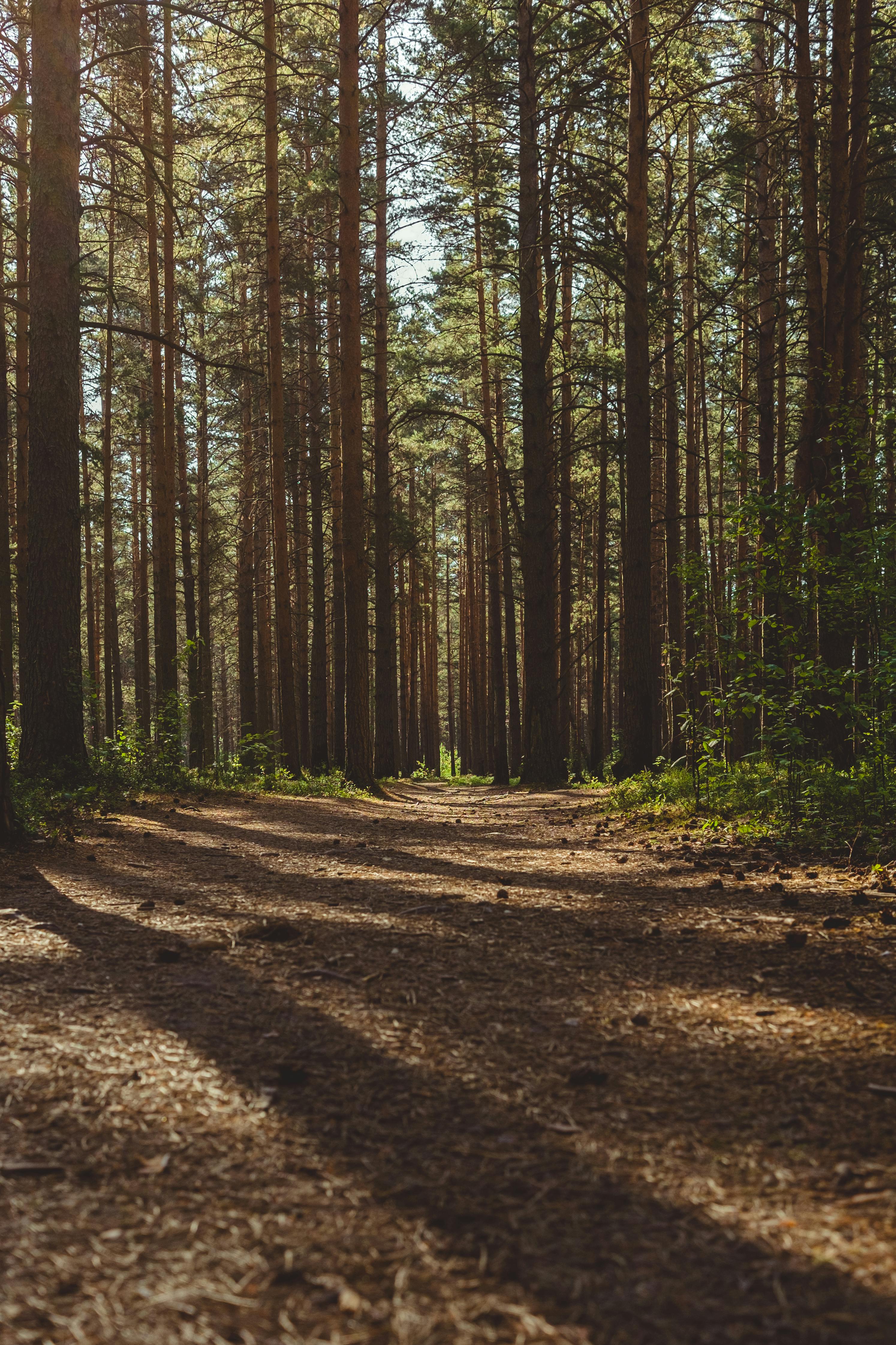 Tall Trees in the Forest · Free Stock Photo