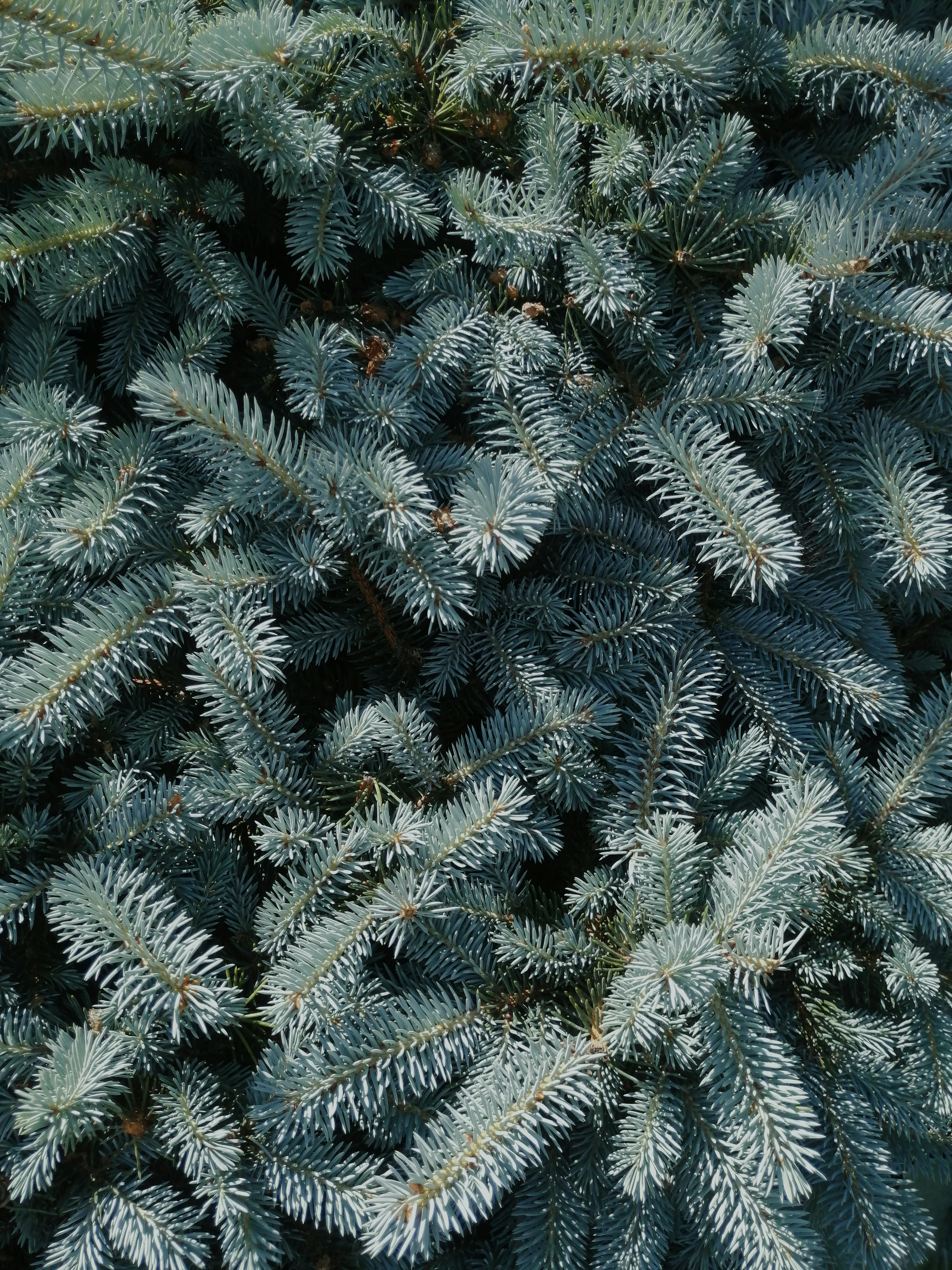 Close-Up Shot of Pine Leaves · Free Stock Photo