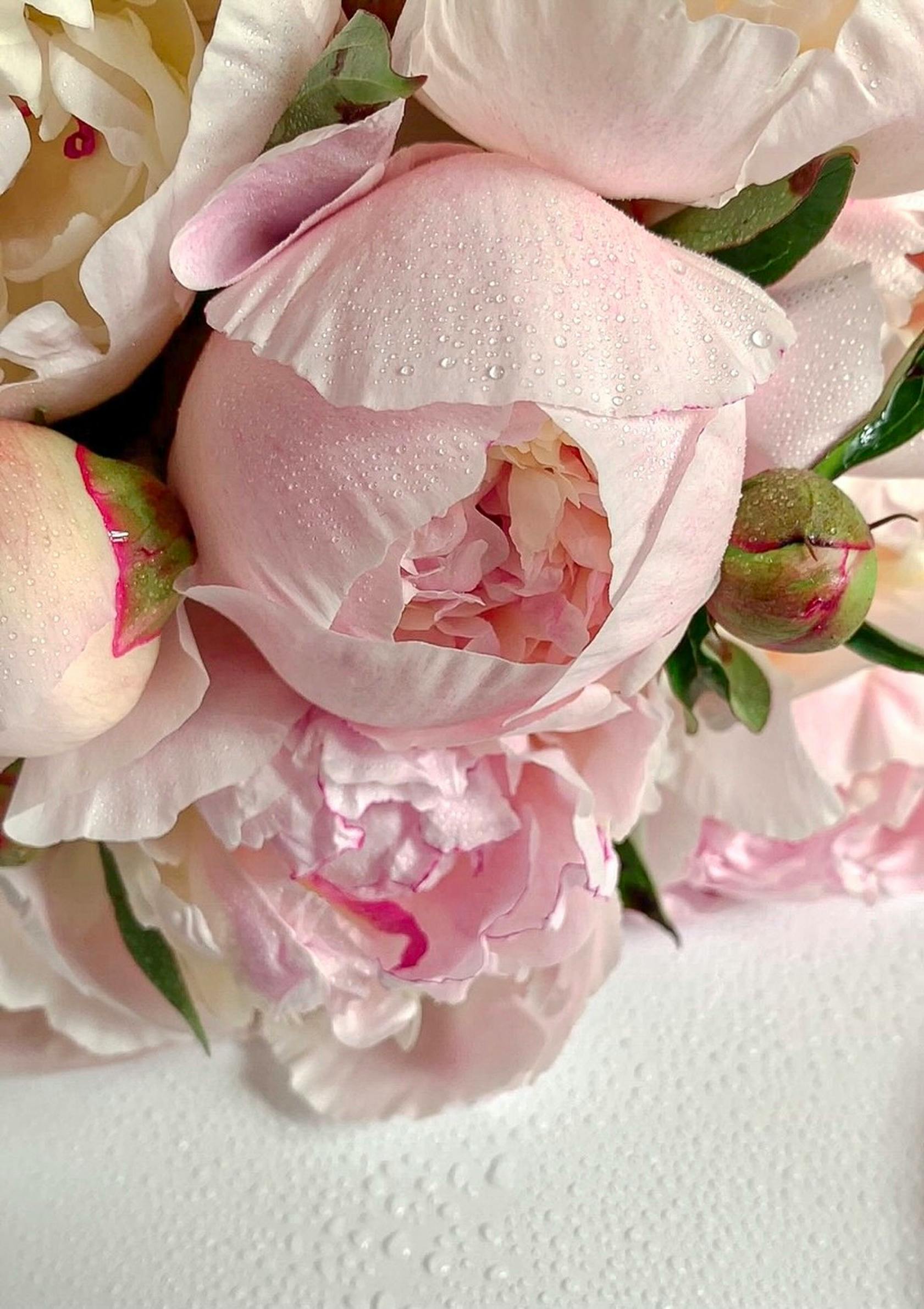 Close-Up Shot of Pink Peonies in Bloom · Free Stock Photo