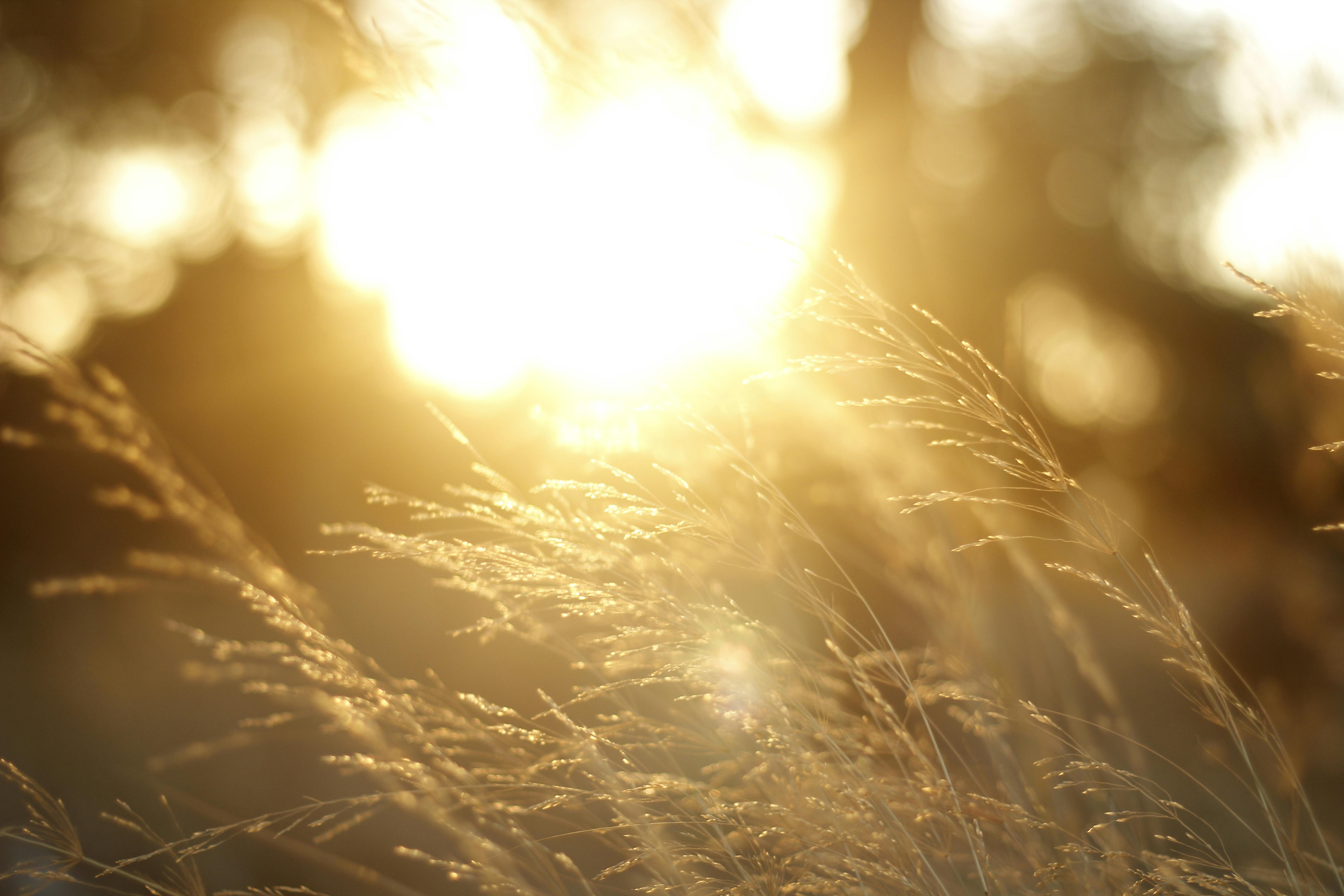 Sunlight on Grasses · Free Stock Photo