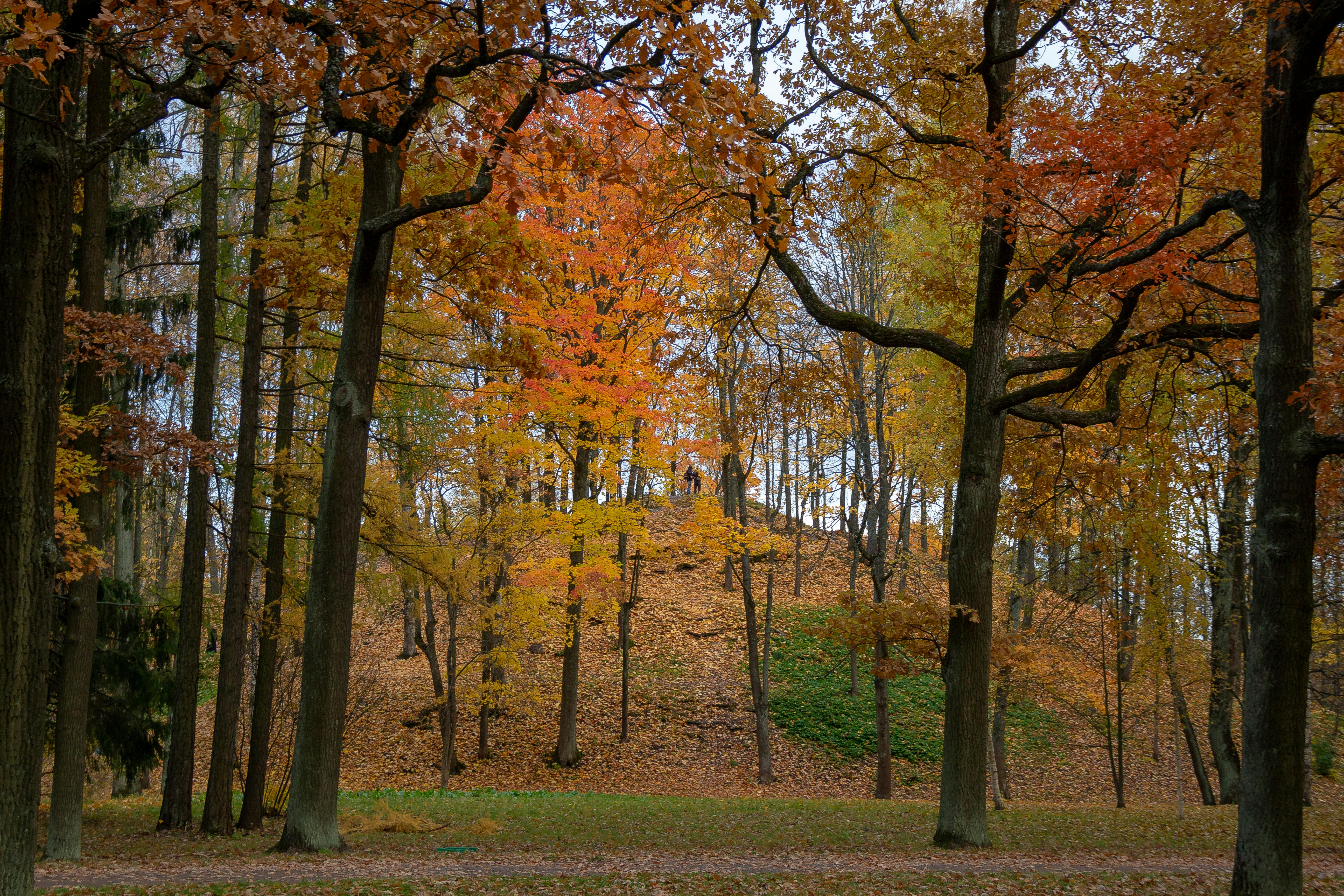 Plain Vibrant Colors Photos, Download The BEST Free Plain Vibrant ...