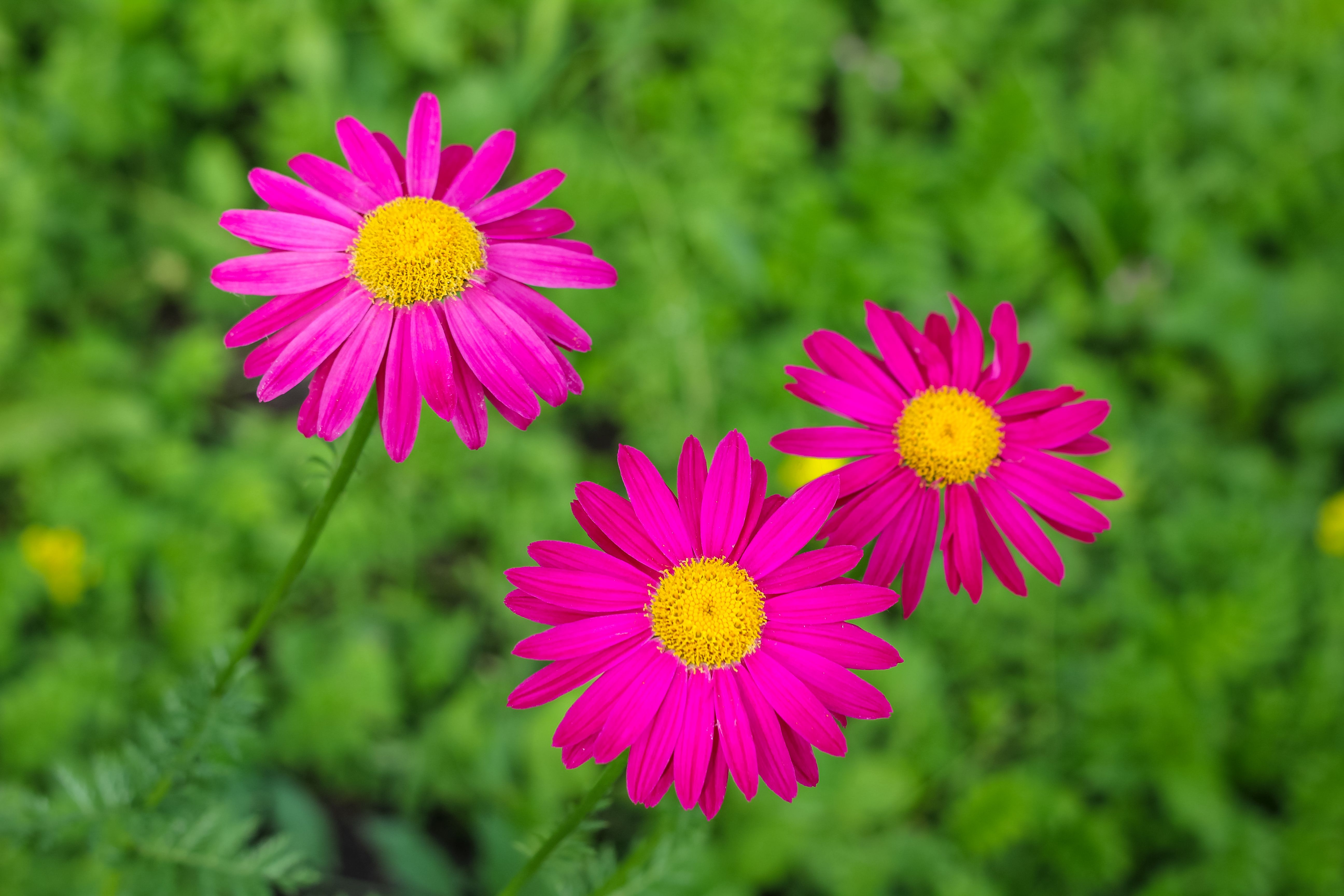 Persian Daisy Photos, Download The BEST Free Persian Daisy Stock Photos ...