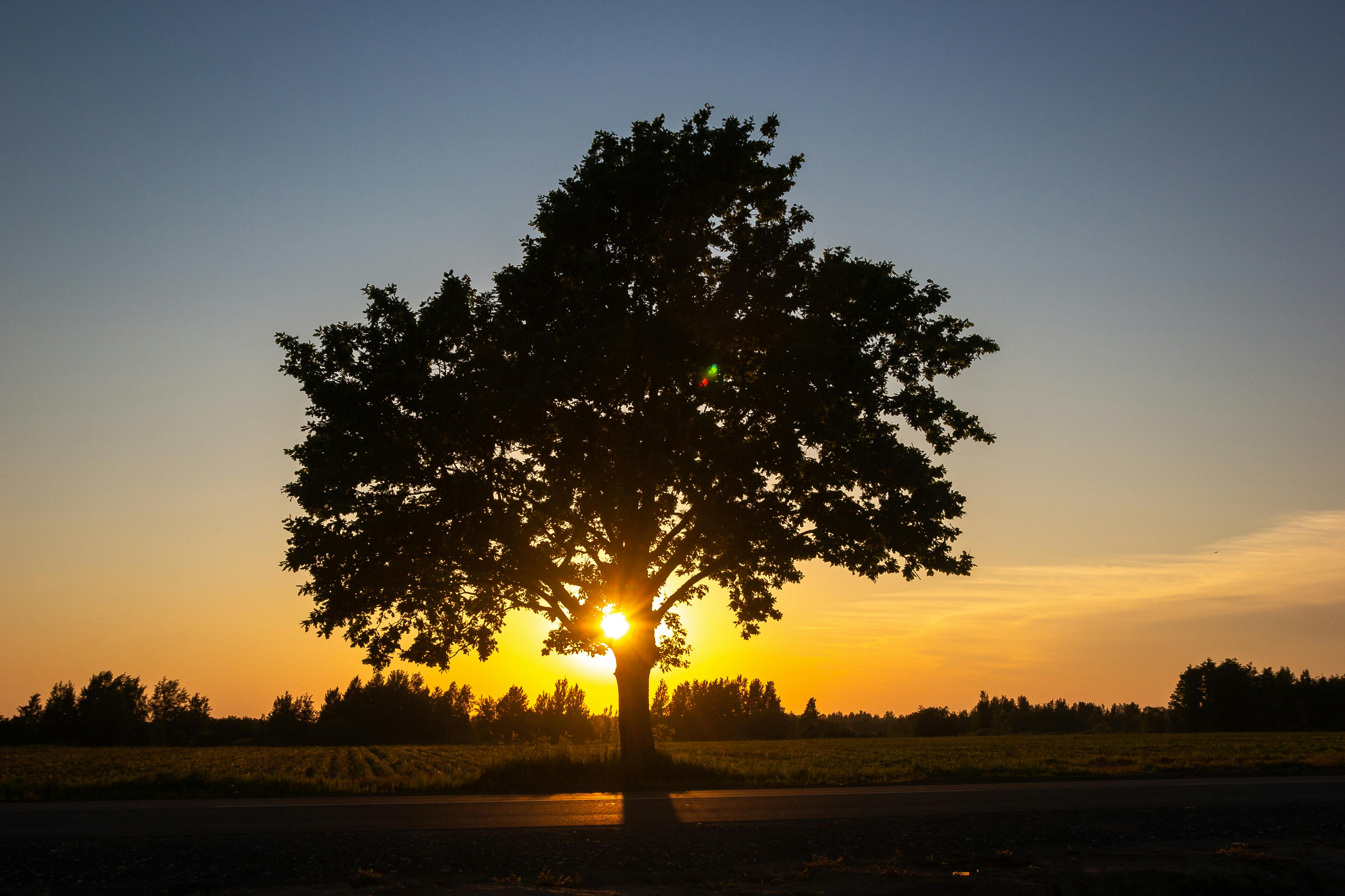 Silhouette of a Tree during Golden Hour · Free Stock Photo