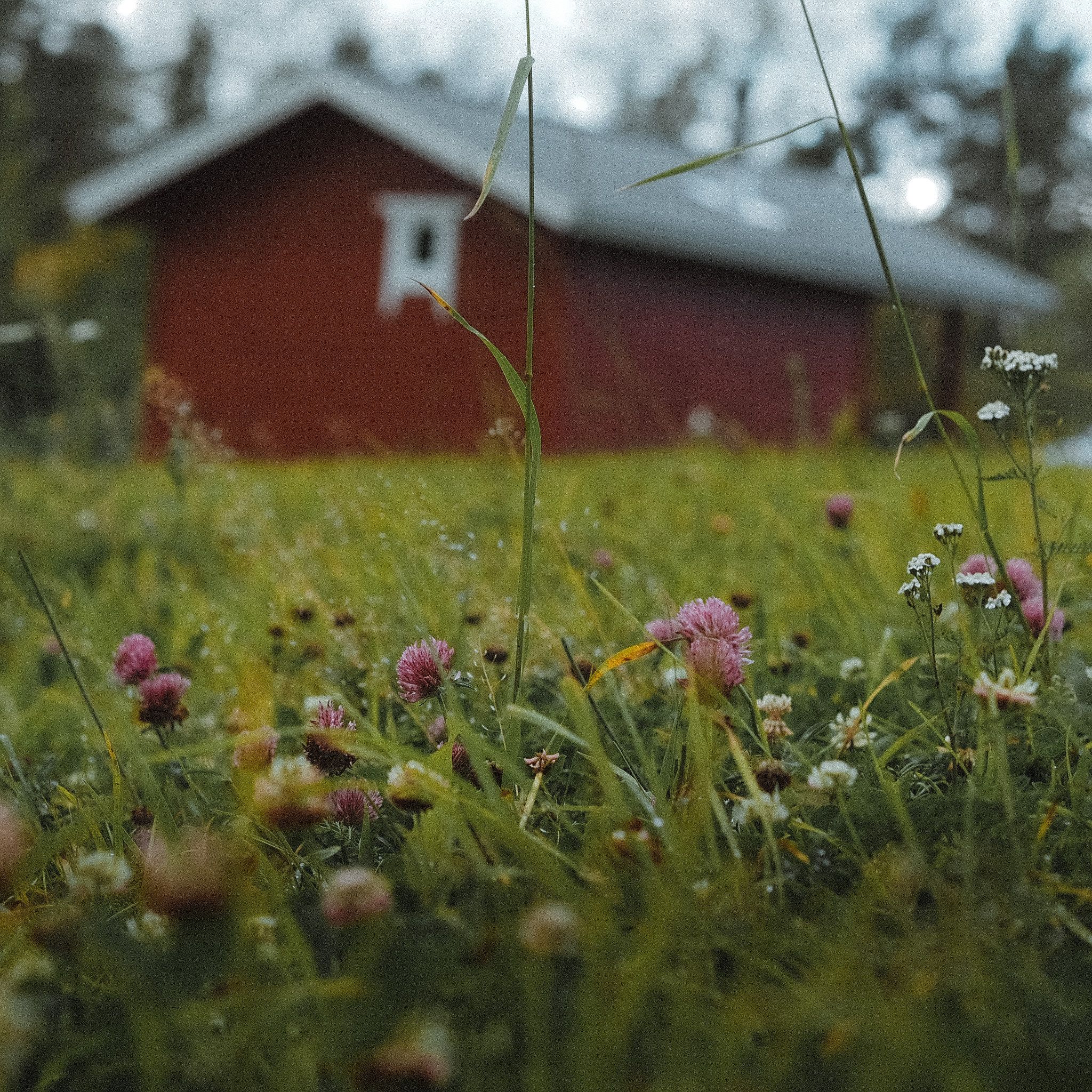 Wildflowers Growing Photos, Download Free Wildflowers Growing Stock ...