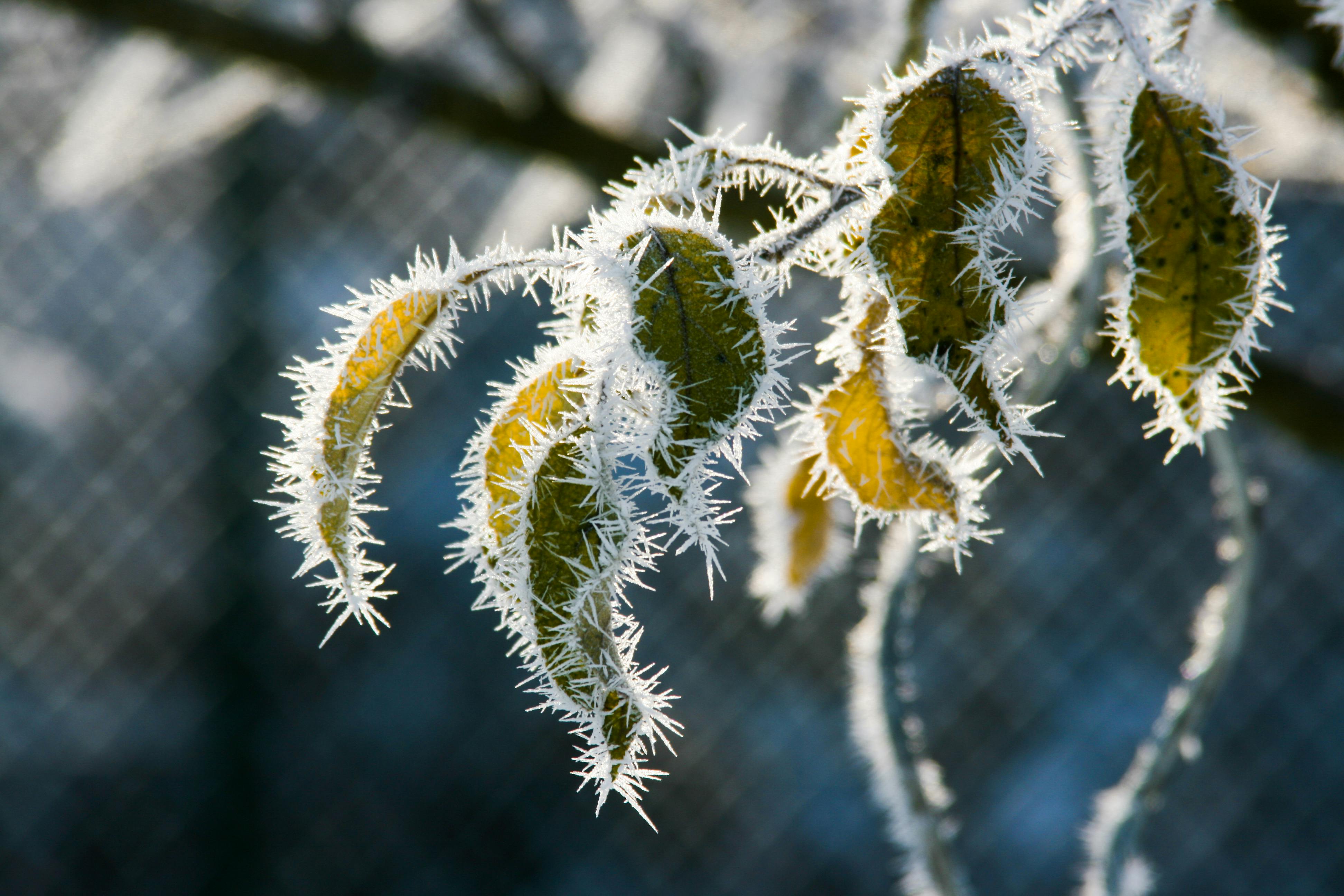 Free stock photo of frost, nature, snow
