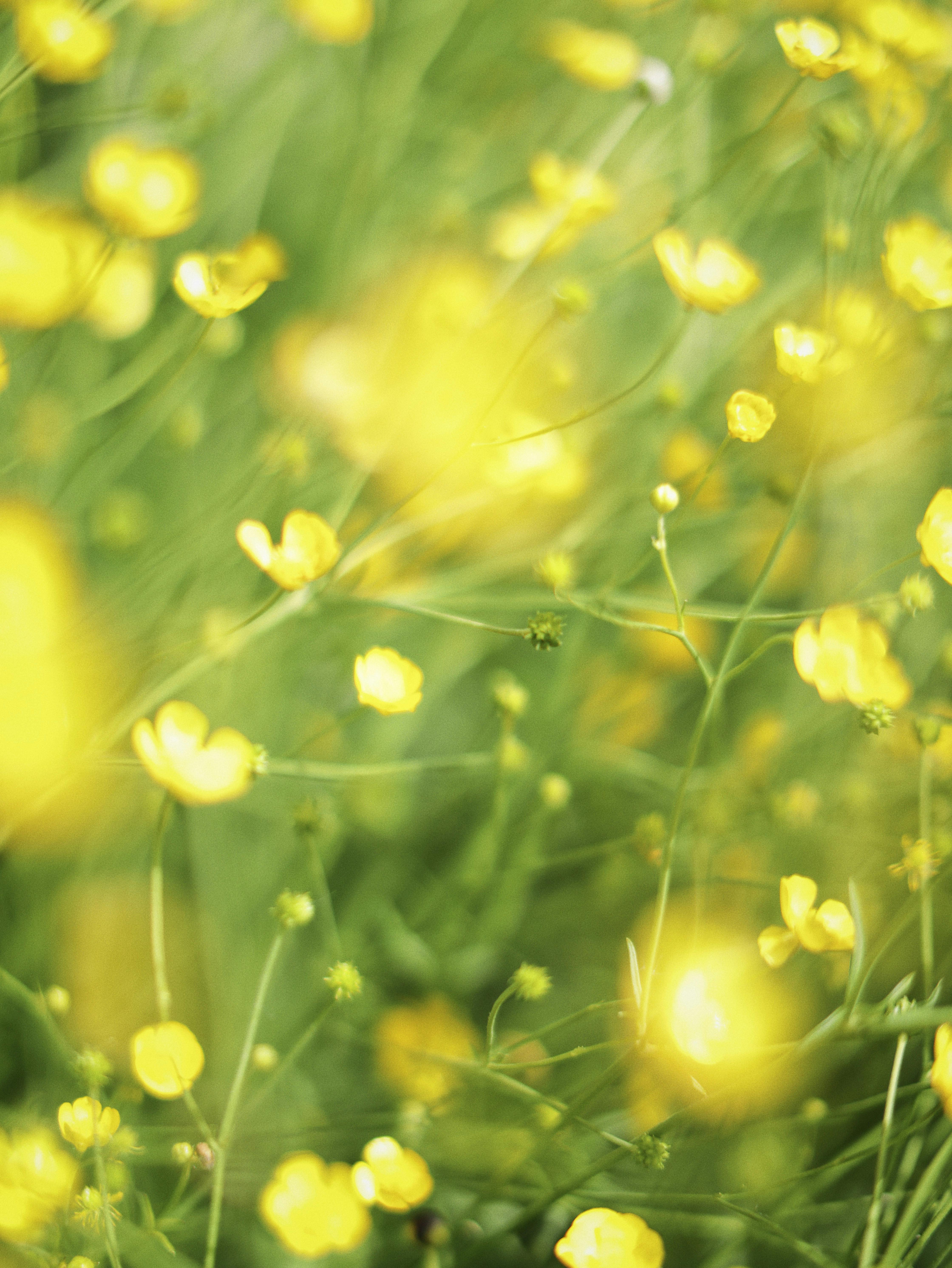 White Flowers in Tilt Shift Lens · Free Stock Photo