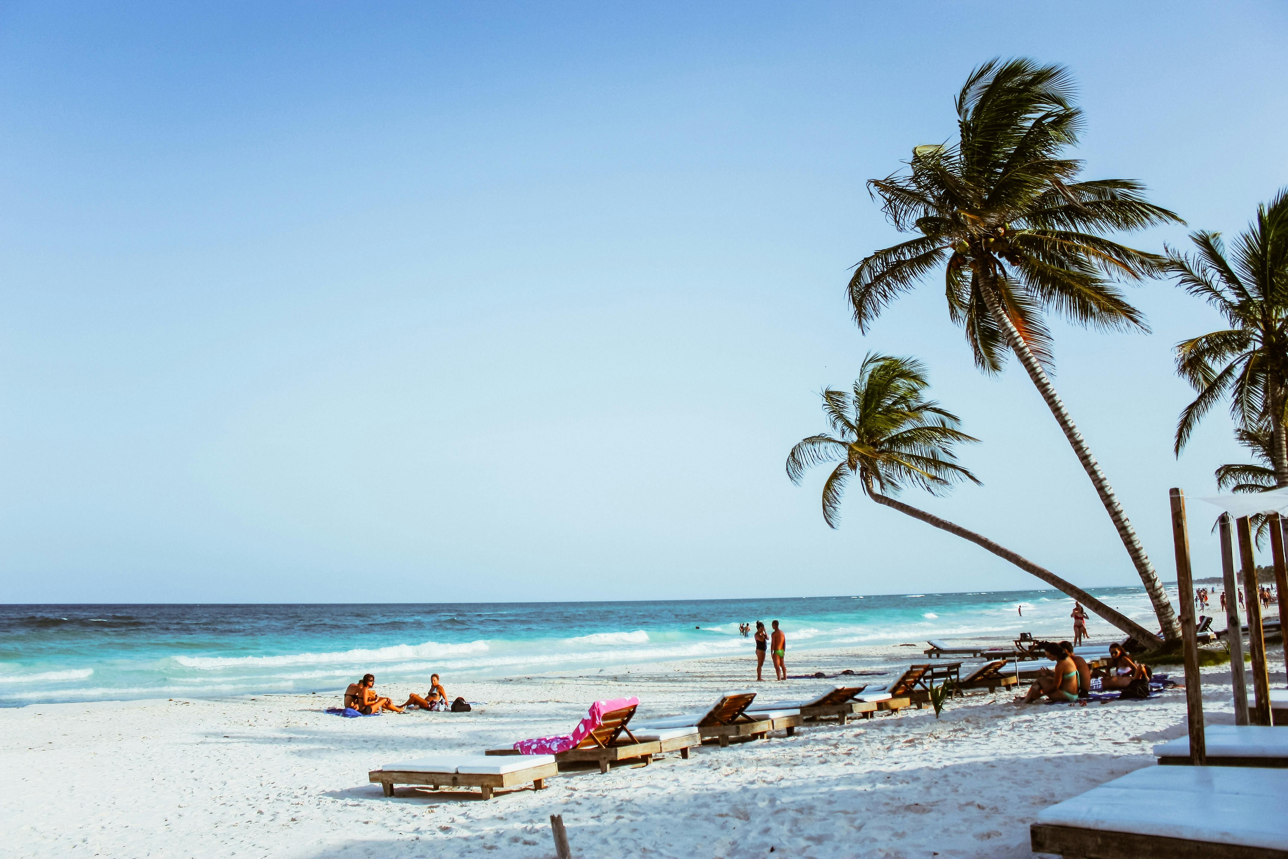 Two Coconut Trees Near Sea · Free Stock Photo