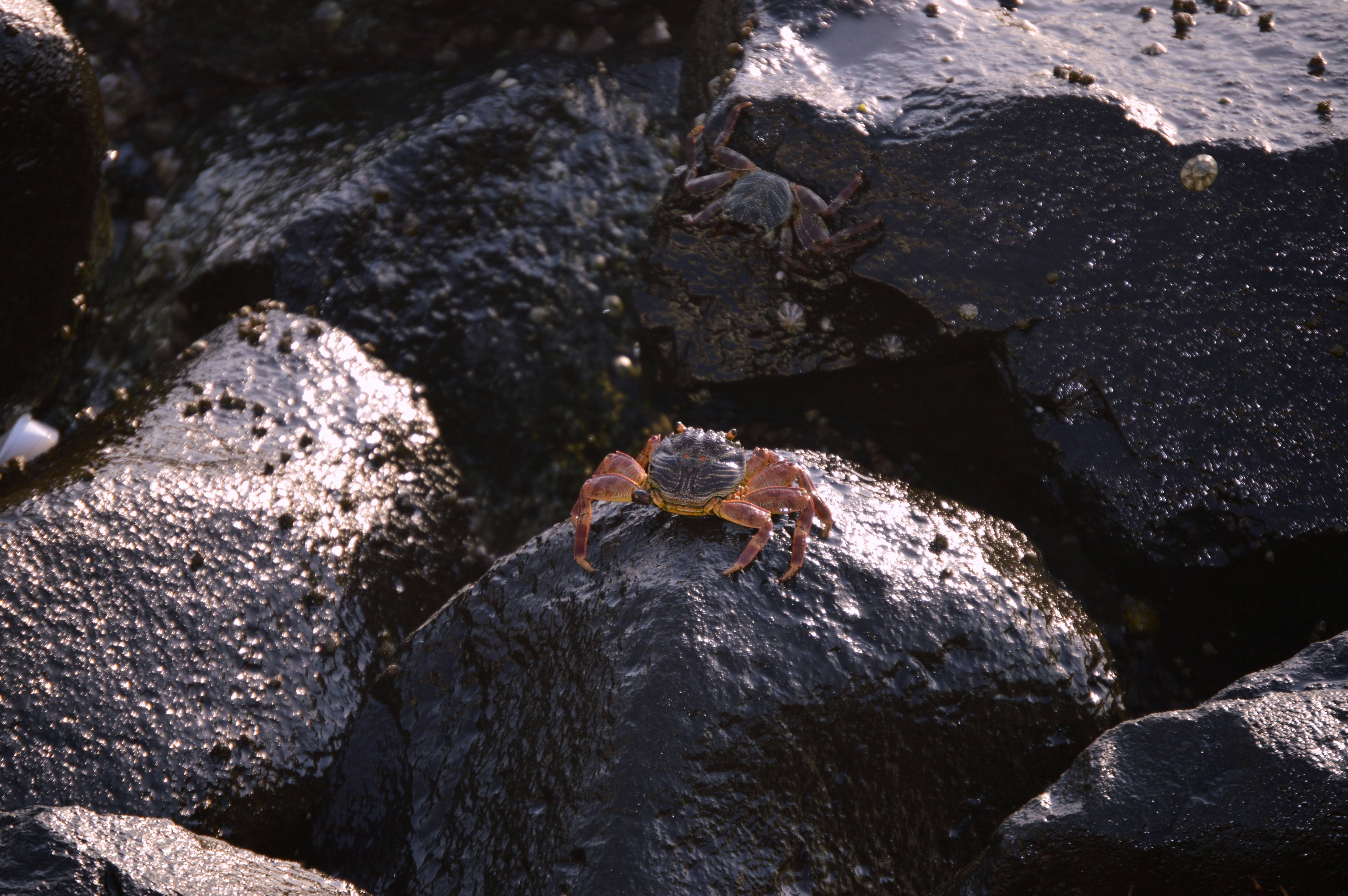 Red Crab On Rock · Free Stock Photo