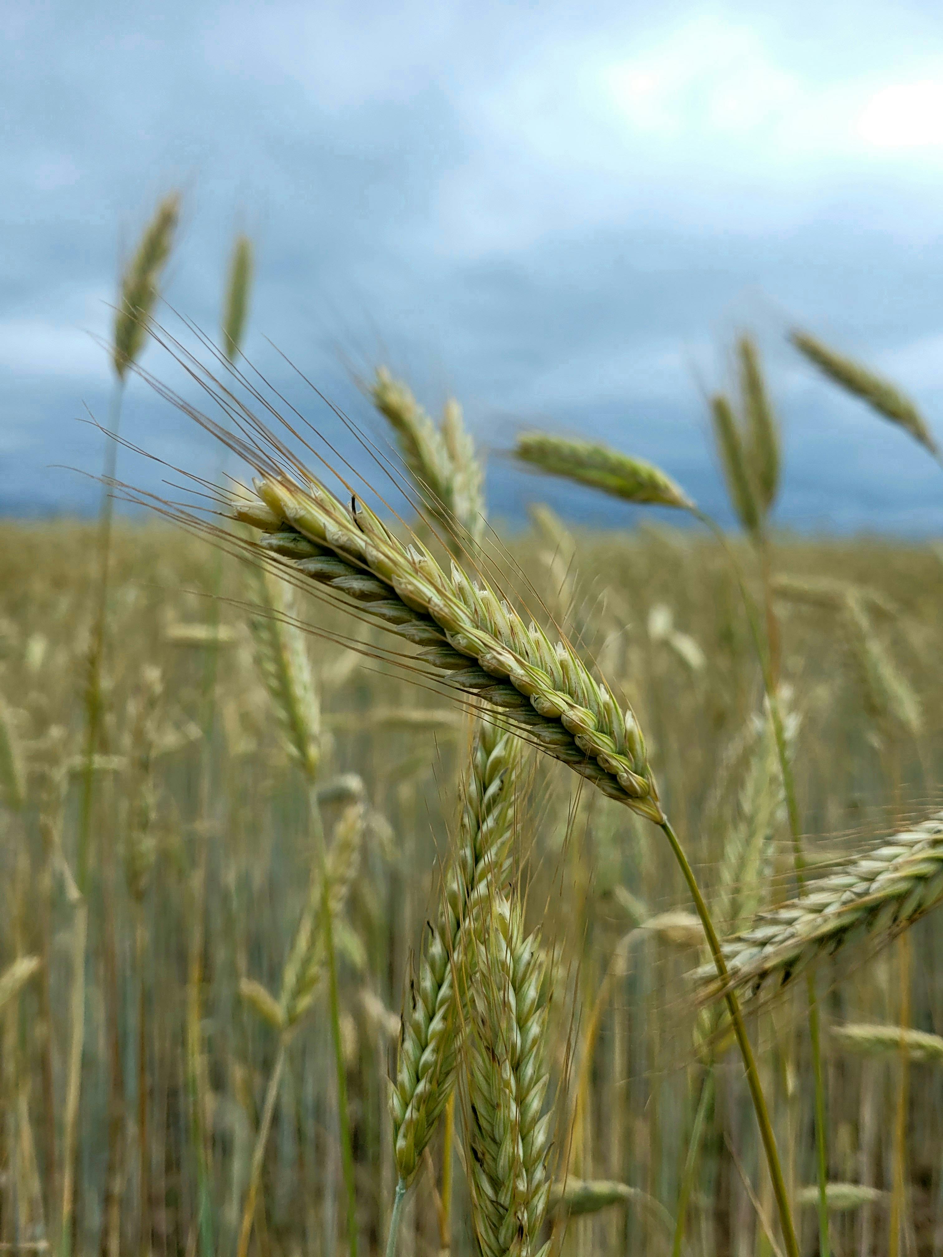 Close up of Grain Grasses · Free Stock Photo