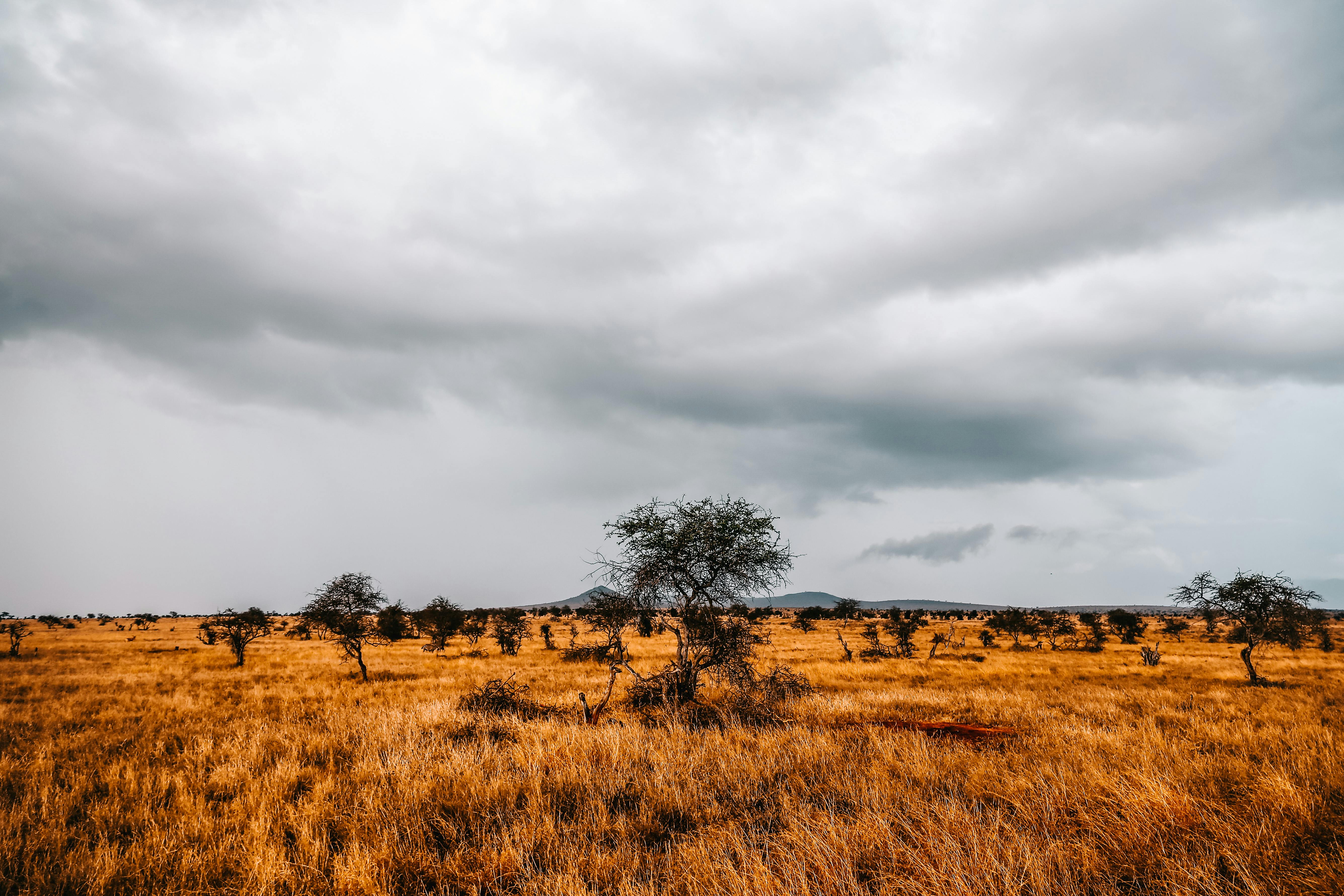 Brown Tree · Free Stock Photo