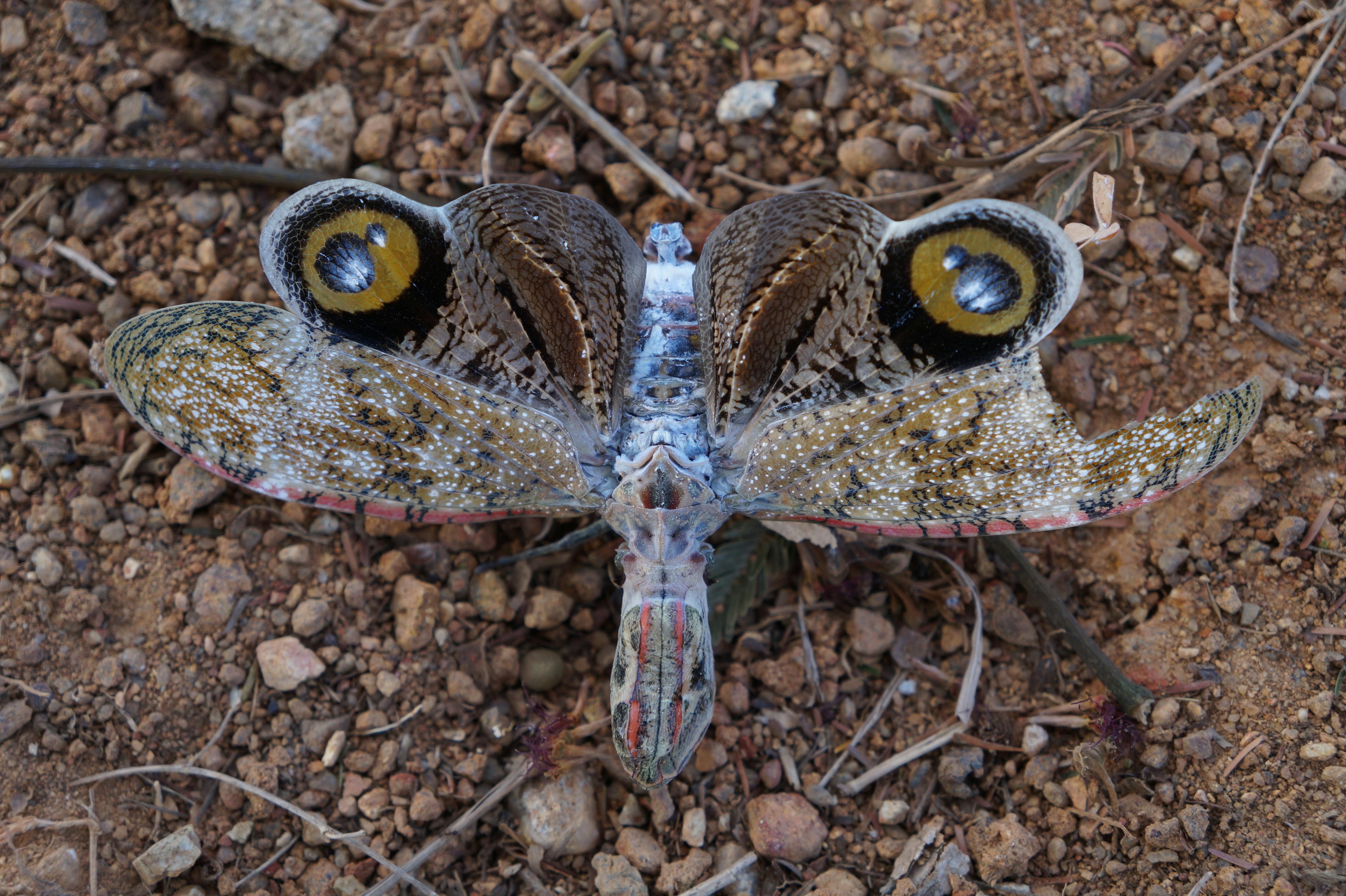 Fulgora laternaria on ground in nature · Free Stock Photo