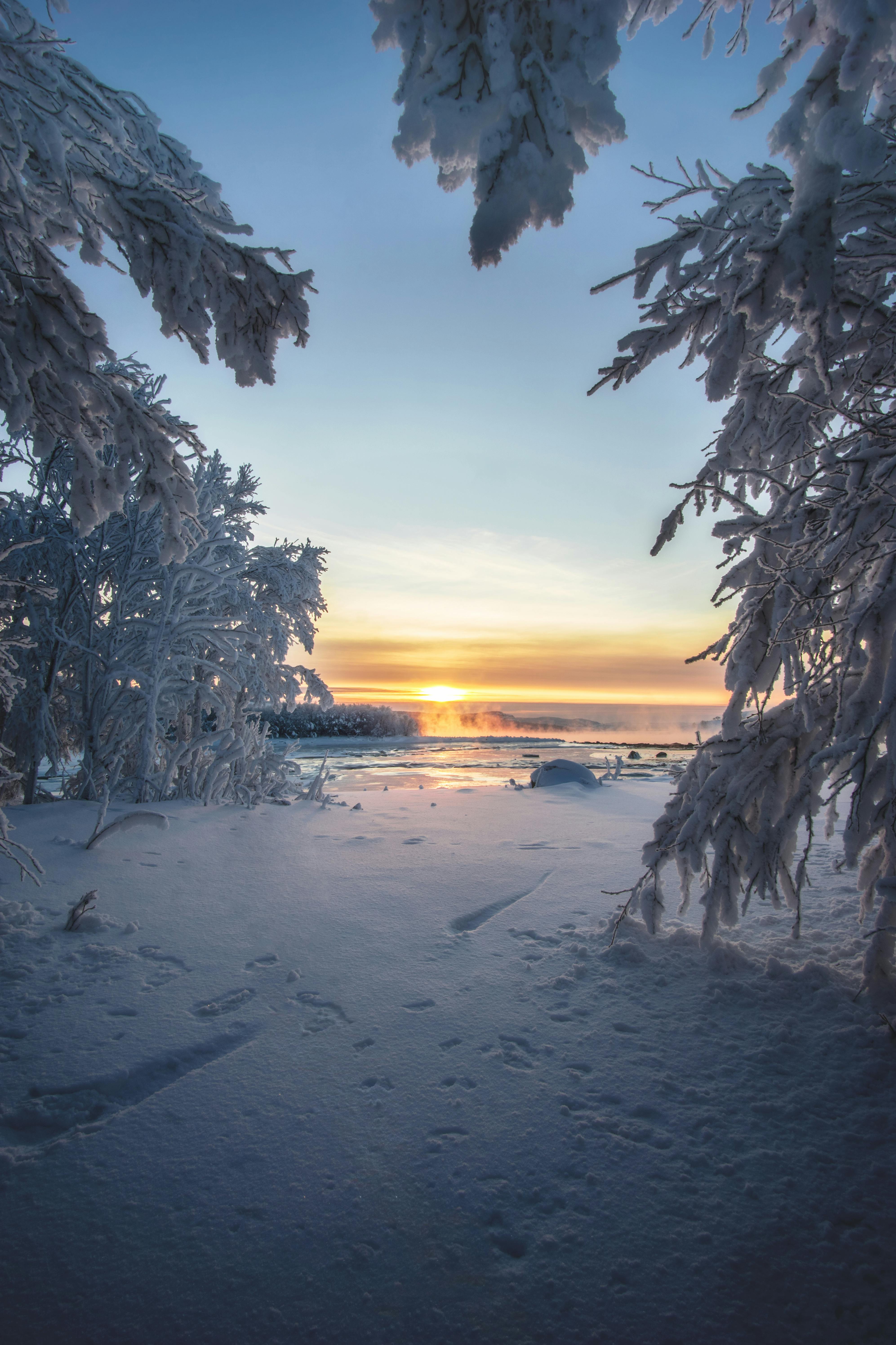 Snowy Field Near Trees Under Golden Hour · Free Stock Photo