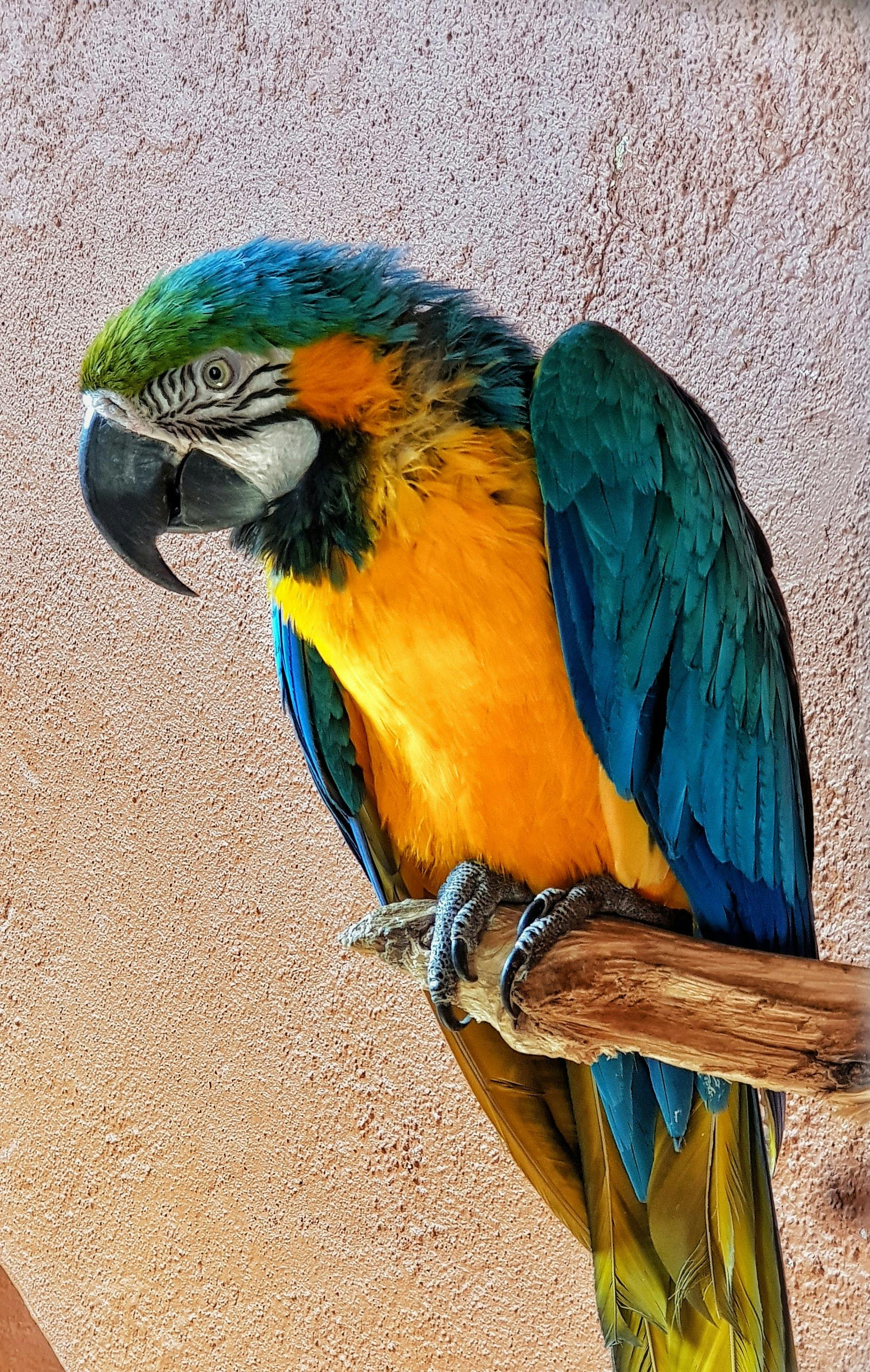 Parrot Sitting on Branch Outdoors · Free Stock Photo