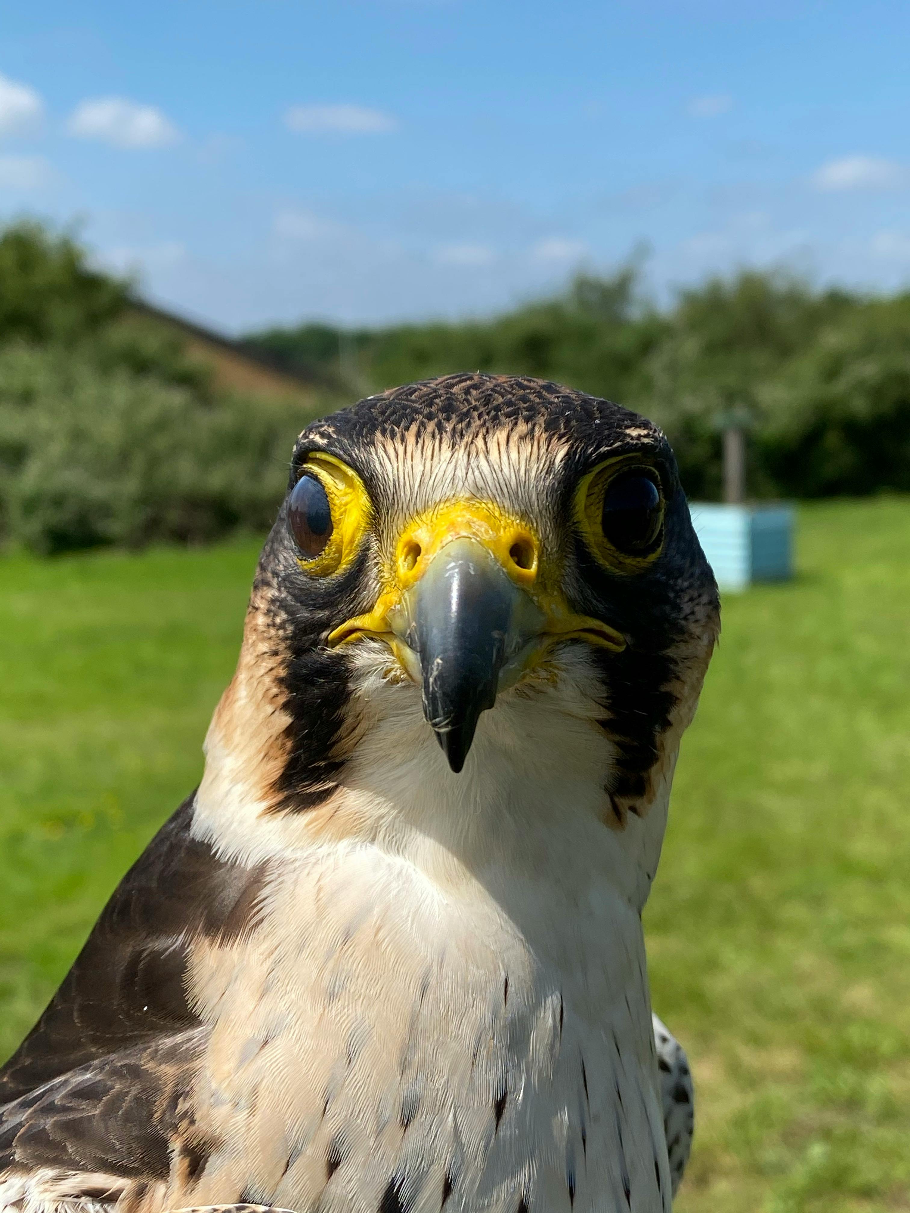 Curious Falcon Looking at Ca · Free Stock Photo