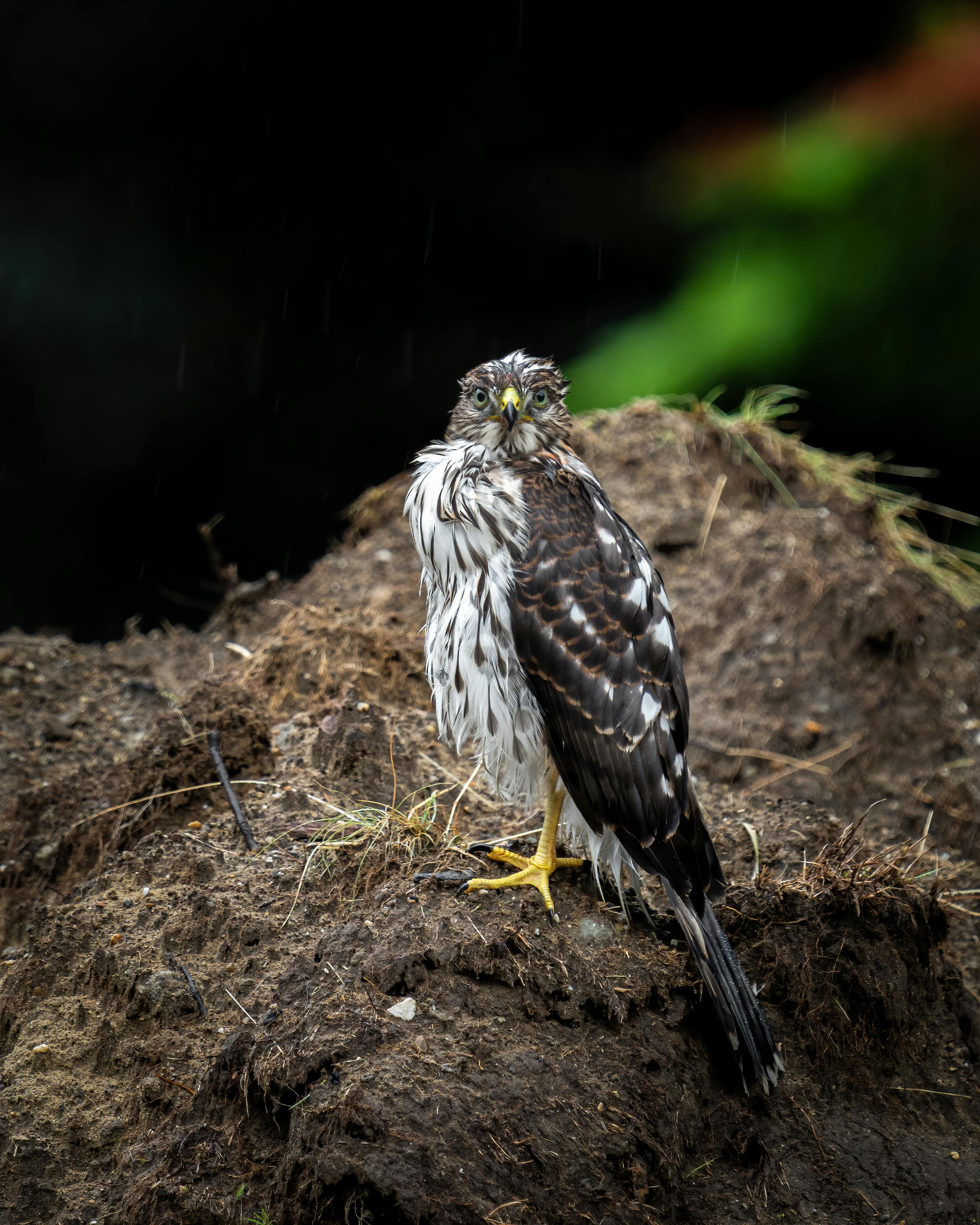 A Hawk in Captivity at an Animal Conservatory · Free Stock Photo