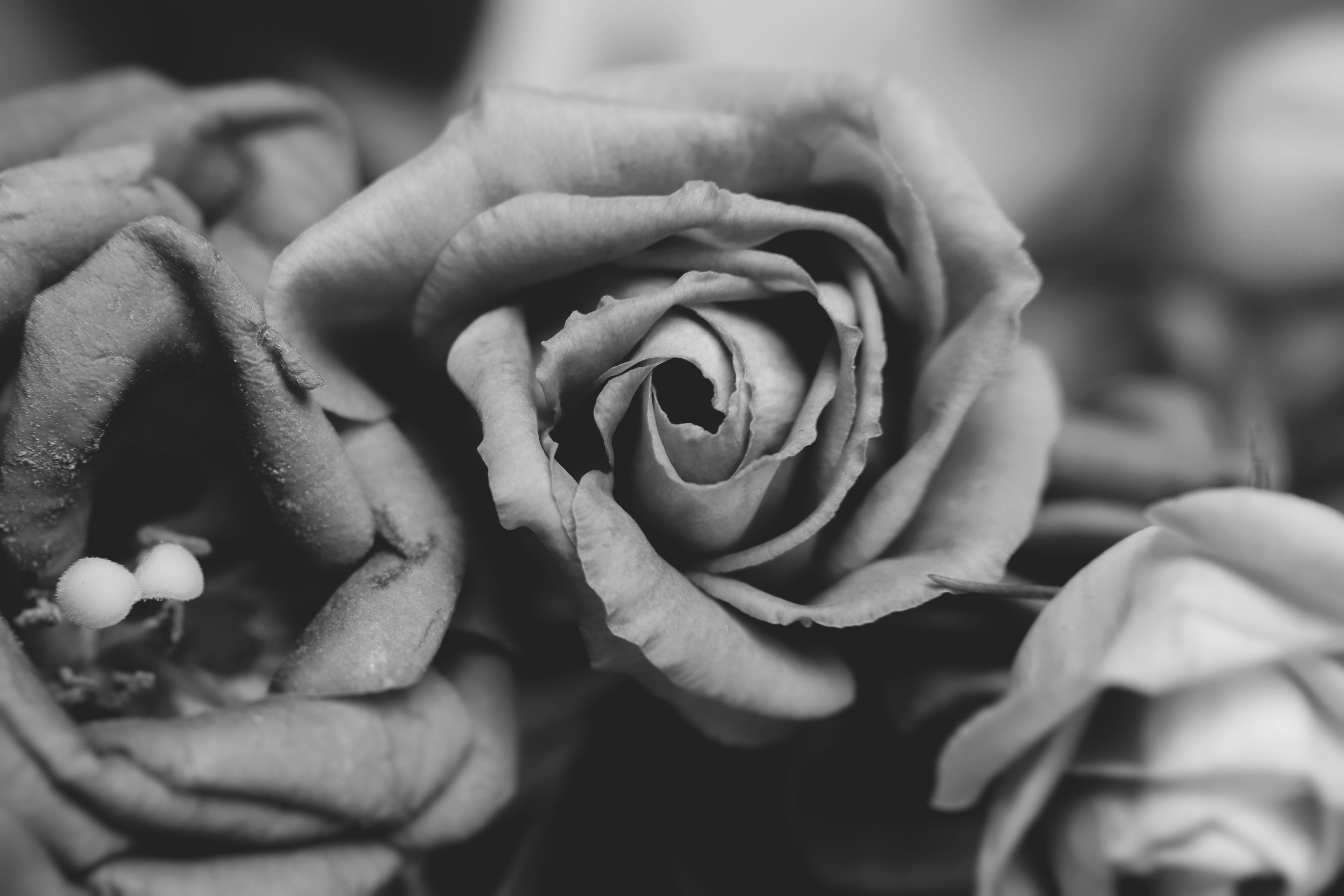 Grayscale Photo of Rose Flower · Free Stock Photo