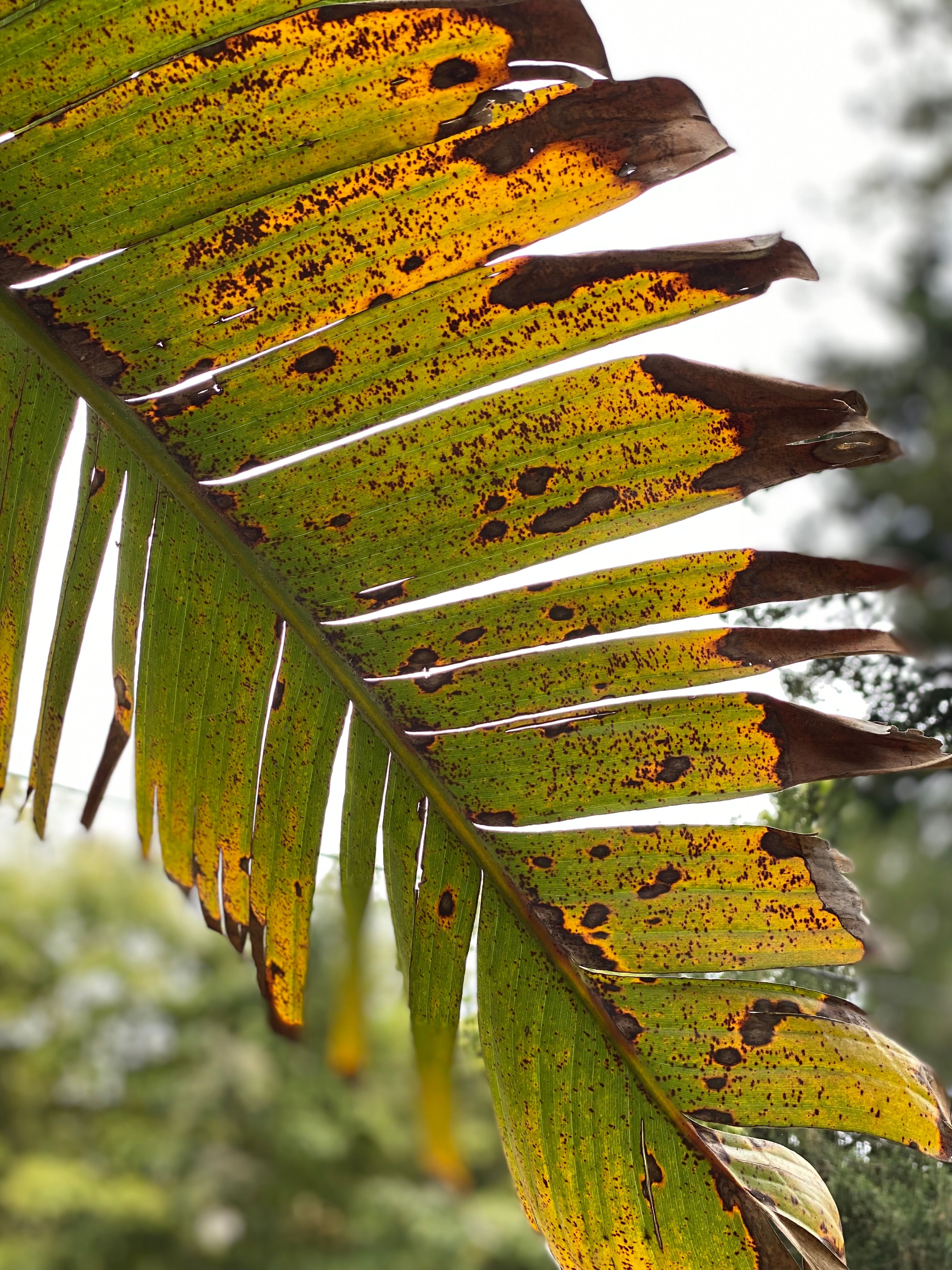A Close-Up Shot of a Banana Leaf · Free Stock Photo