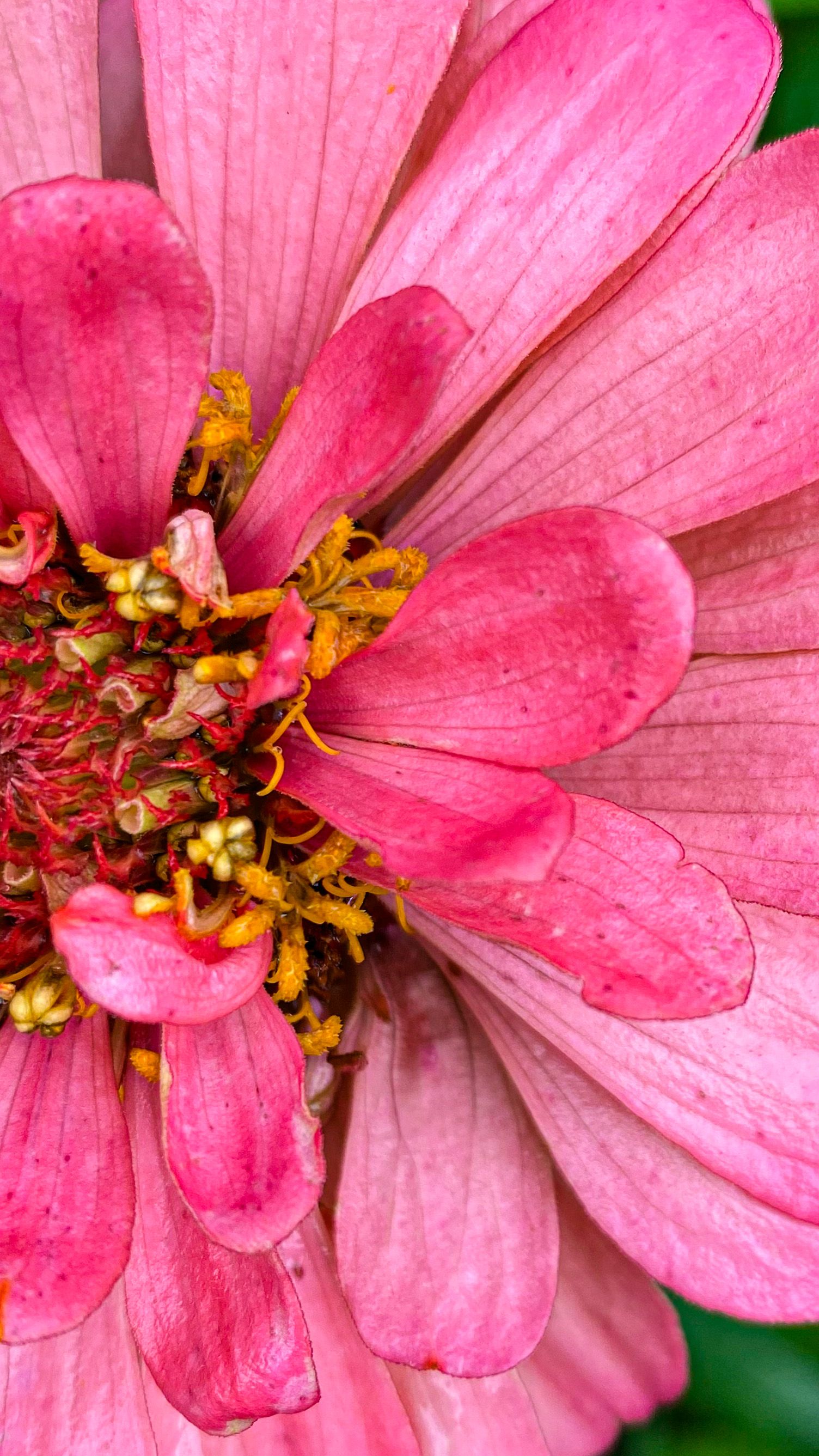 Close-up Photo of Pink Petals · Free Stock Photo