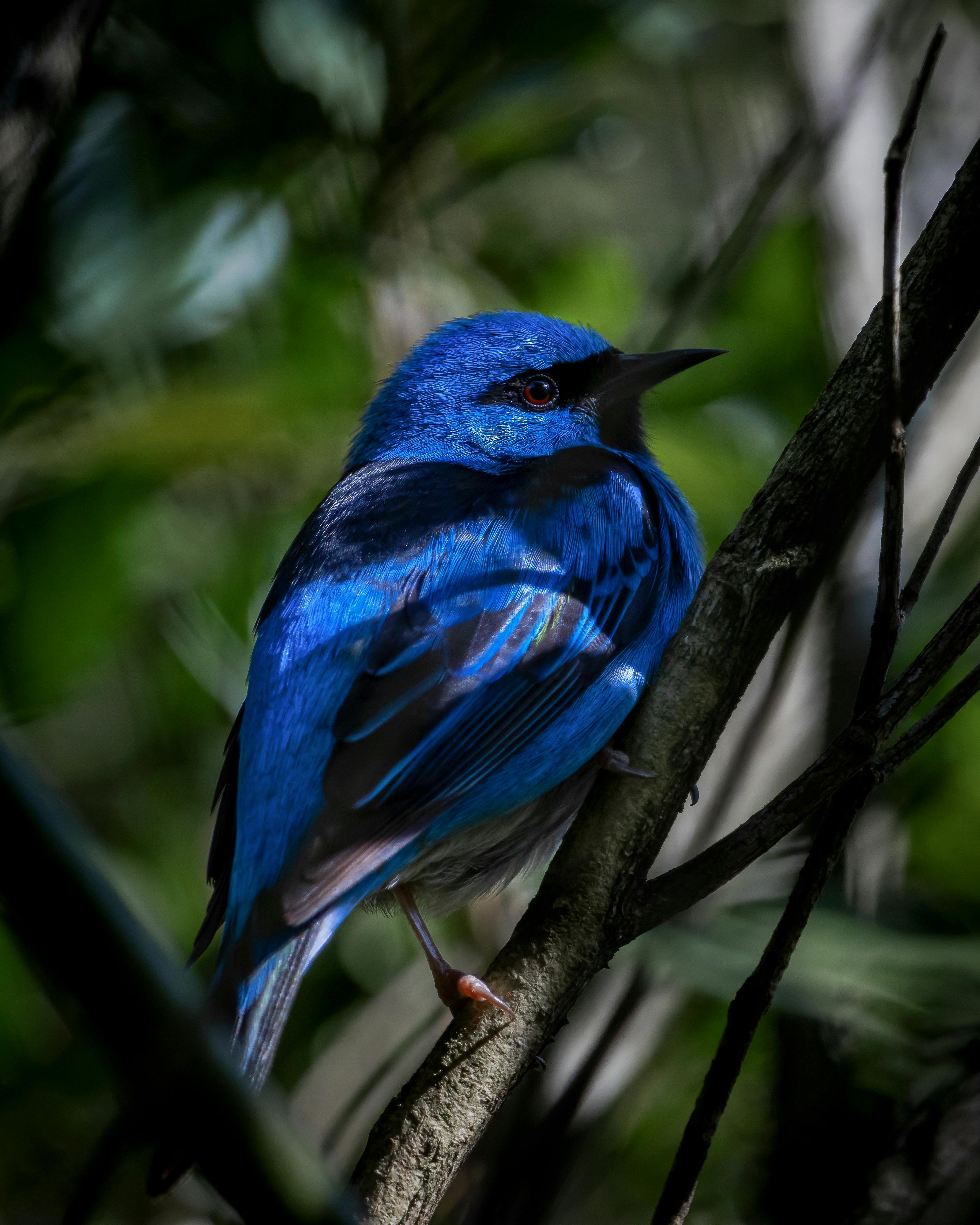 Bluebird in a Stream · Free Stock Photo