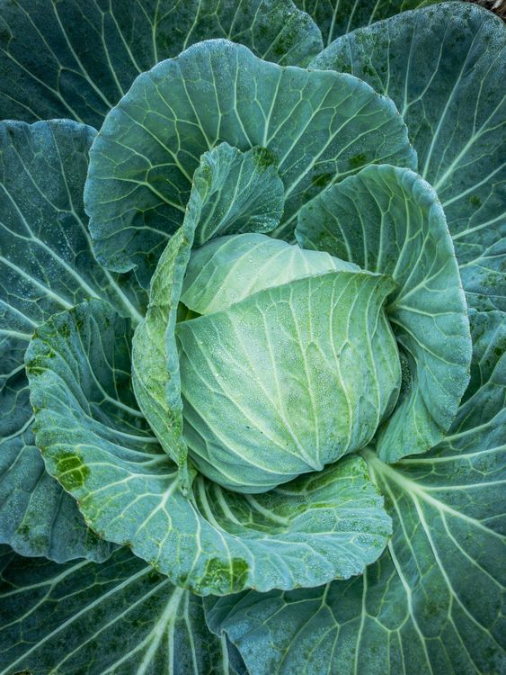 Close Up Of Cabbage Free Stock Photo close-up-of-cabbage-free-stock-photo