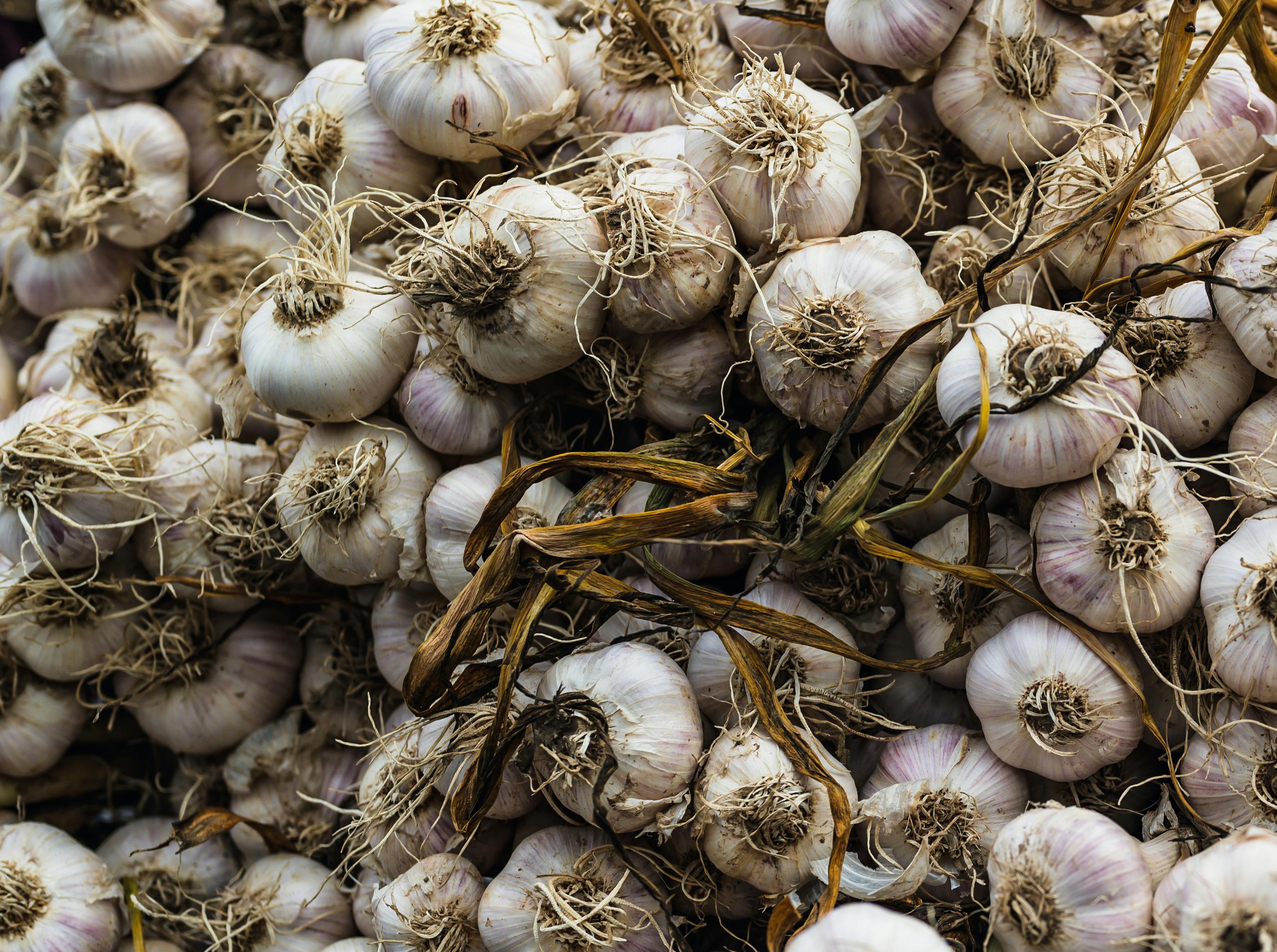 Close Up Photo of Garlic · Free Stock Photo