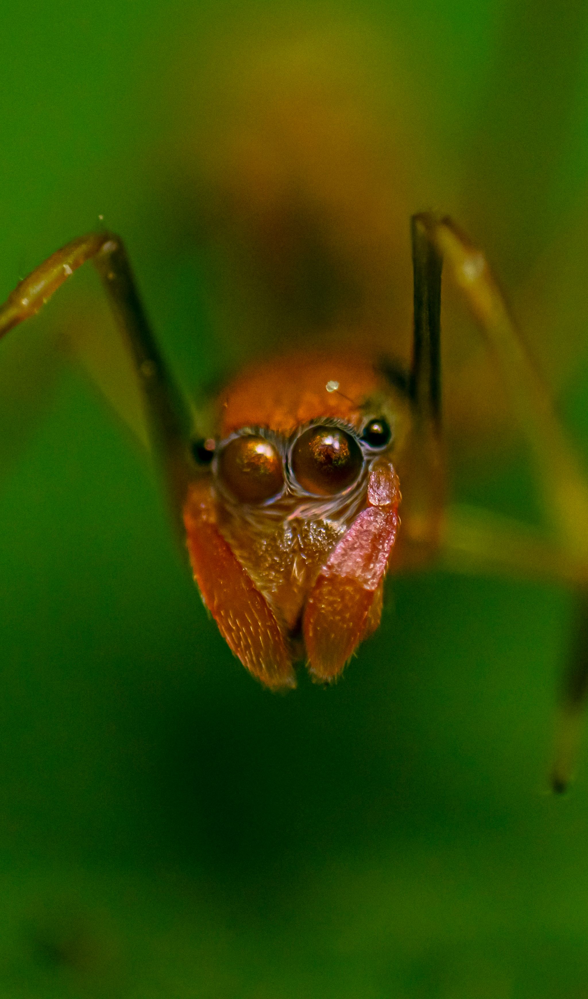 Cosmophasis Photos, Download The BEST Free Cosmophasis Stock Photos ...