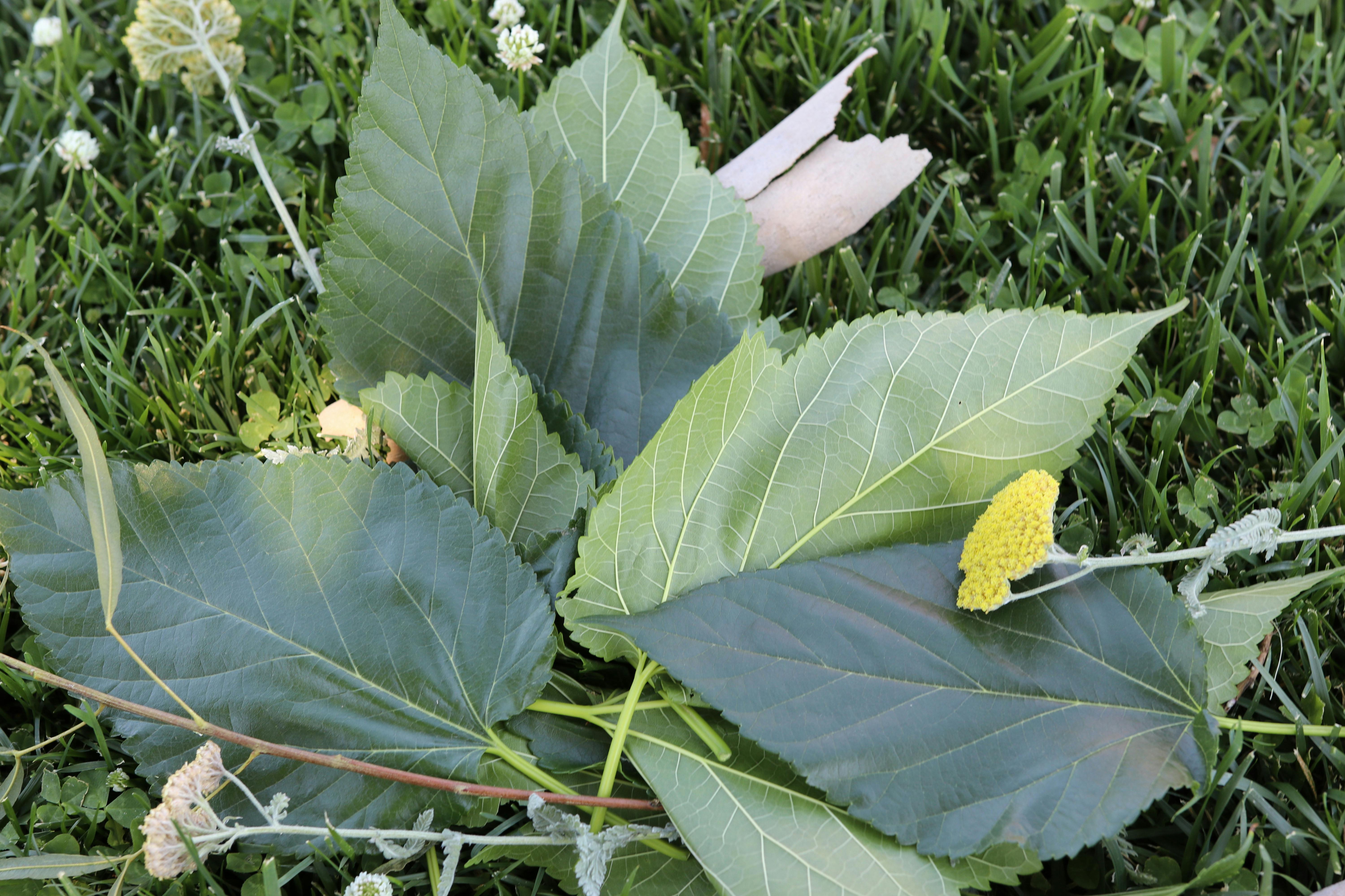 Melinda Loraine Faye Rose - 摄影