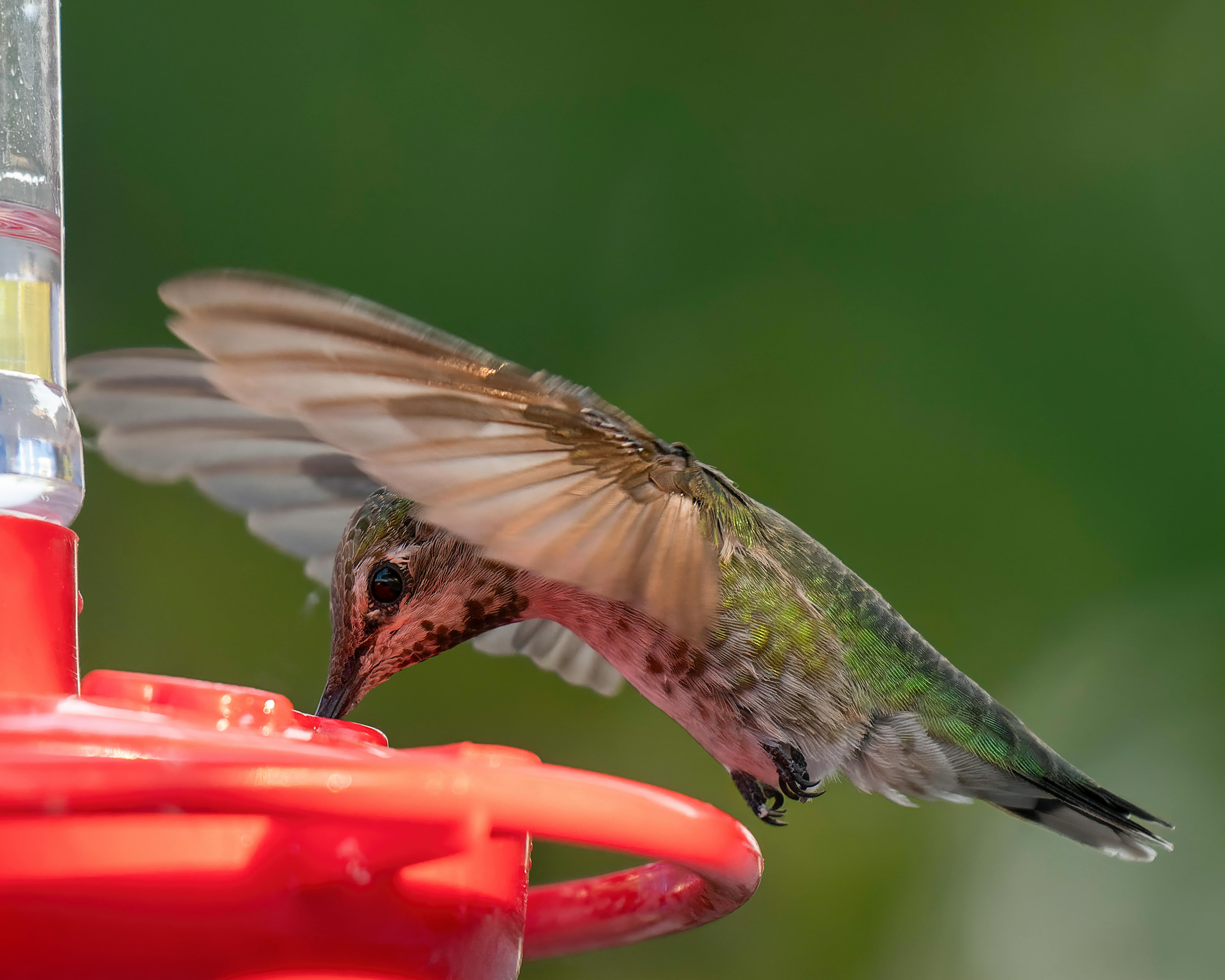 Photo of a Flying Hummingbird · Free Stock Photo