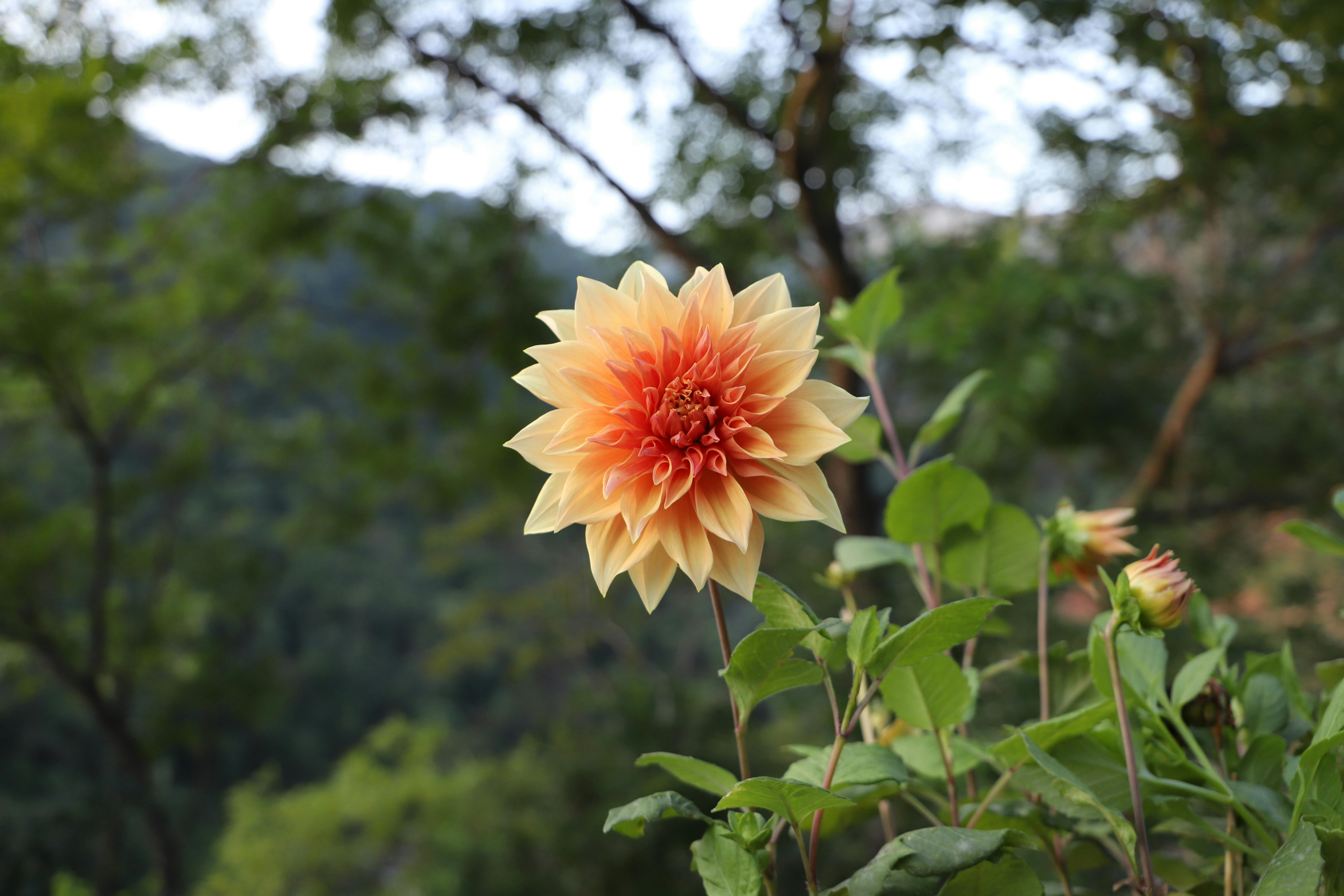 A Flower in Bloom · Free Stock Photo