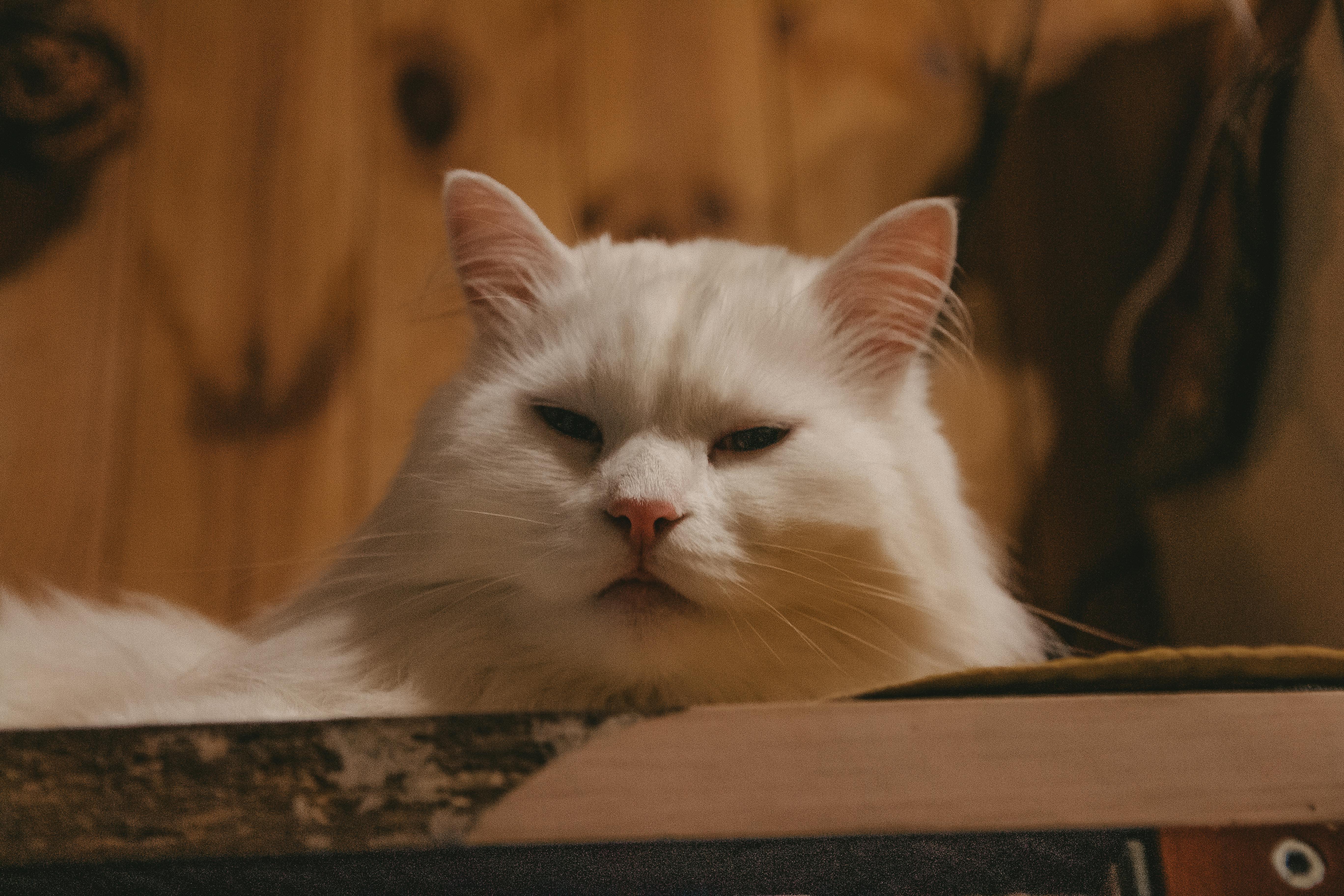 Close up of Cat Head · Free Stock Photo