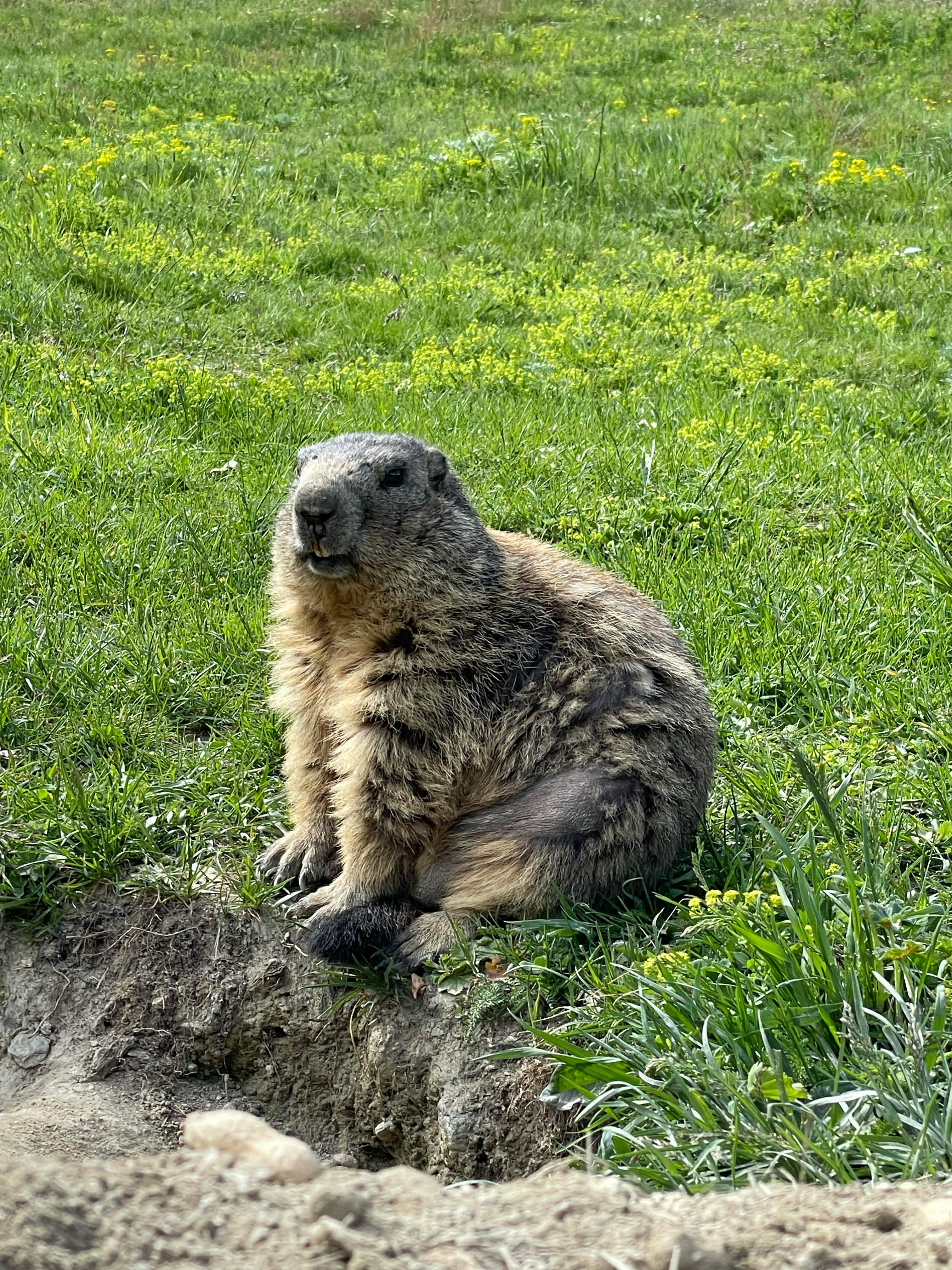 Photo of Groundhog on Grass · Free Stock Photo