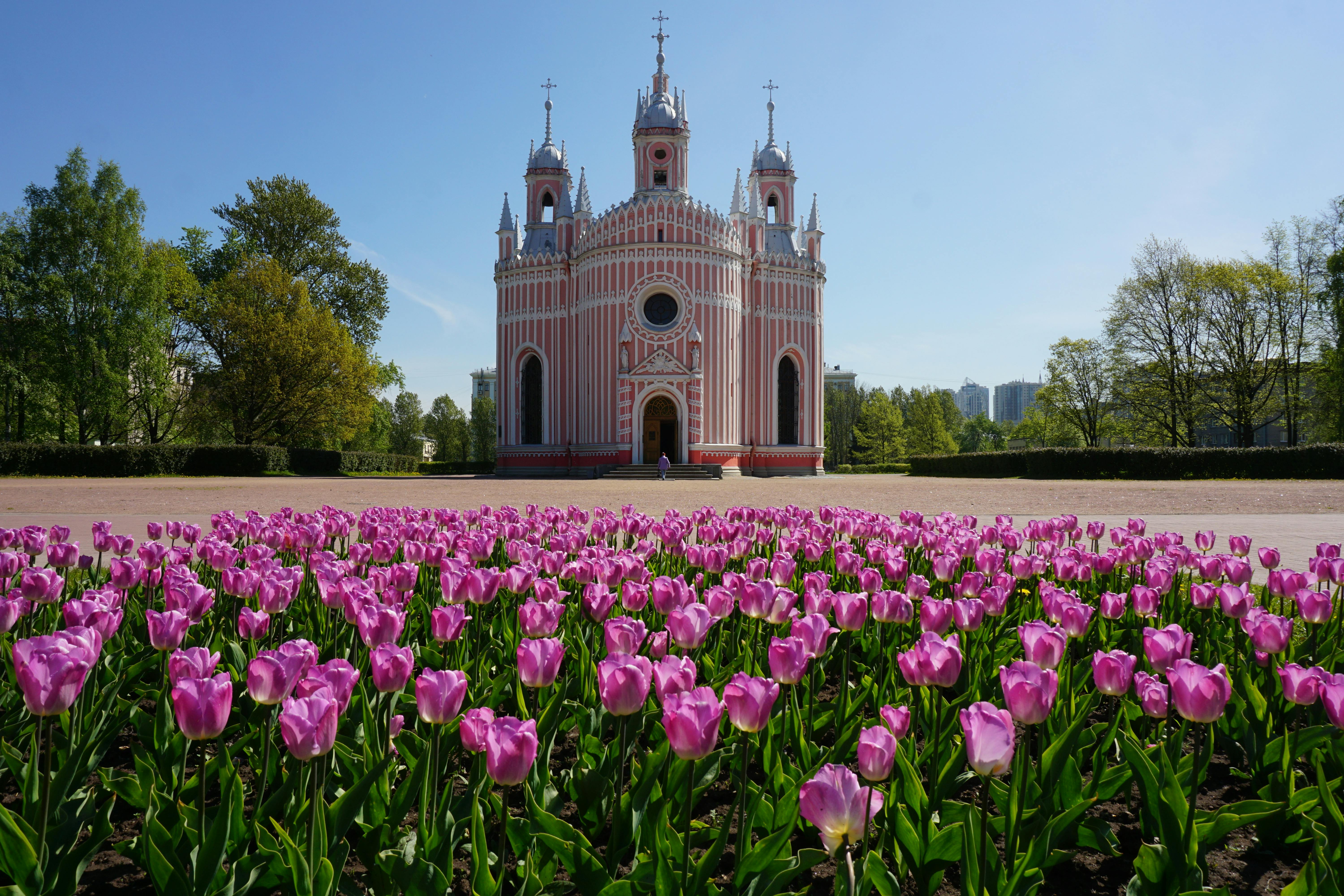 Pink Tulip Flowerbed in front of Church with Three Bell Towers · Free ...