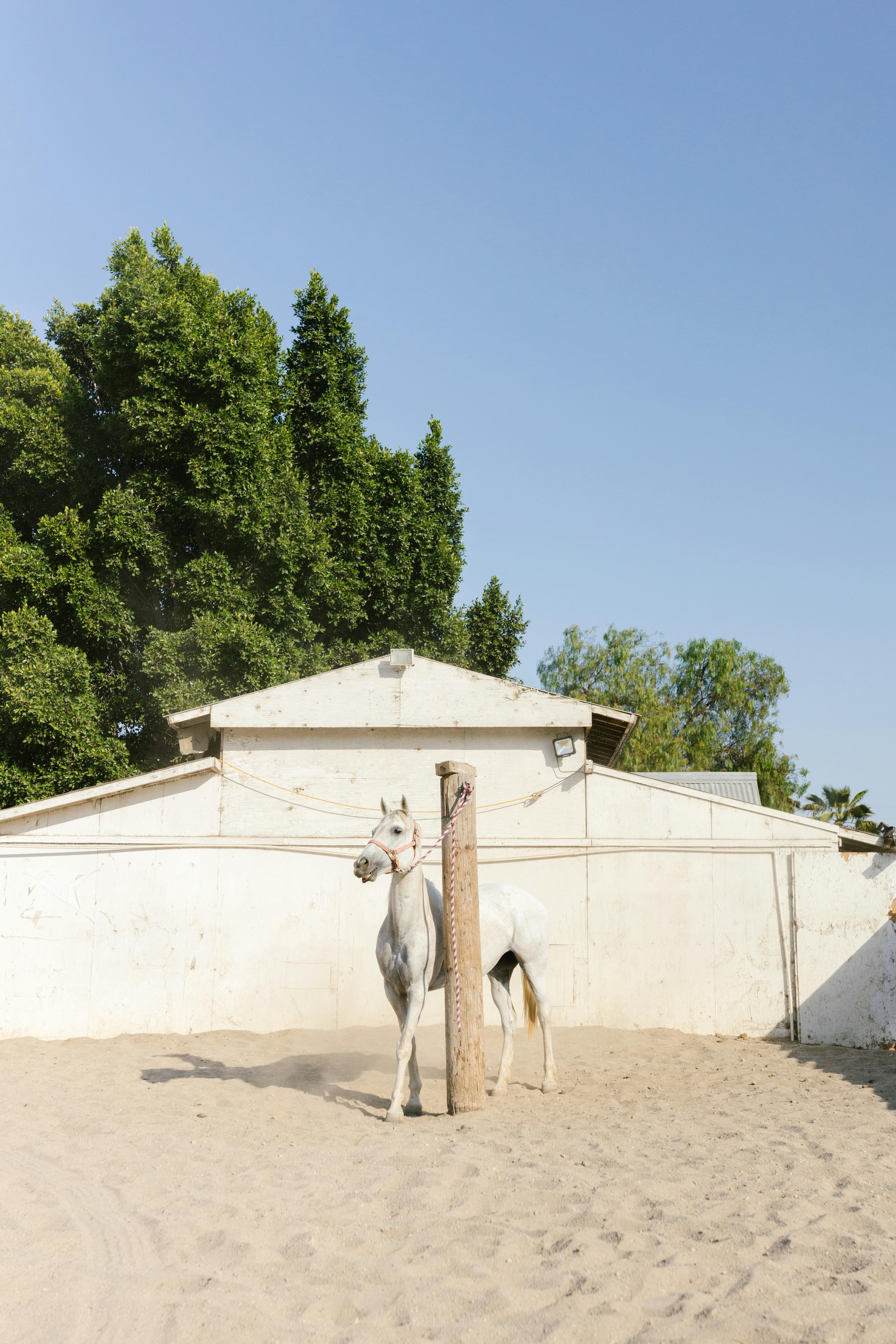 Ranch Life Photos, Download The BEST Free Ranch Life Stock Photos & HD ...