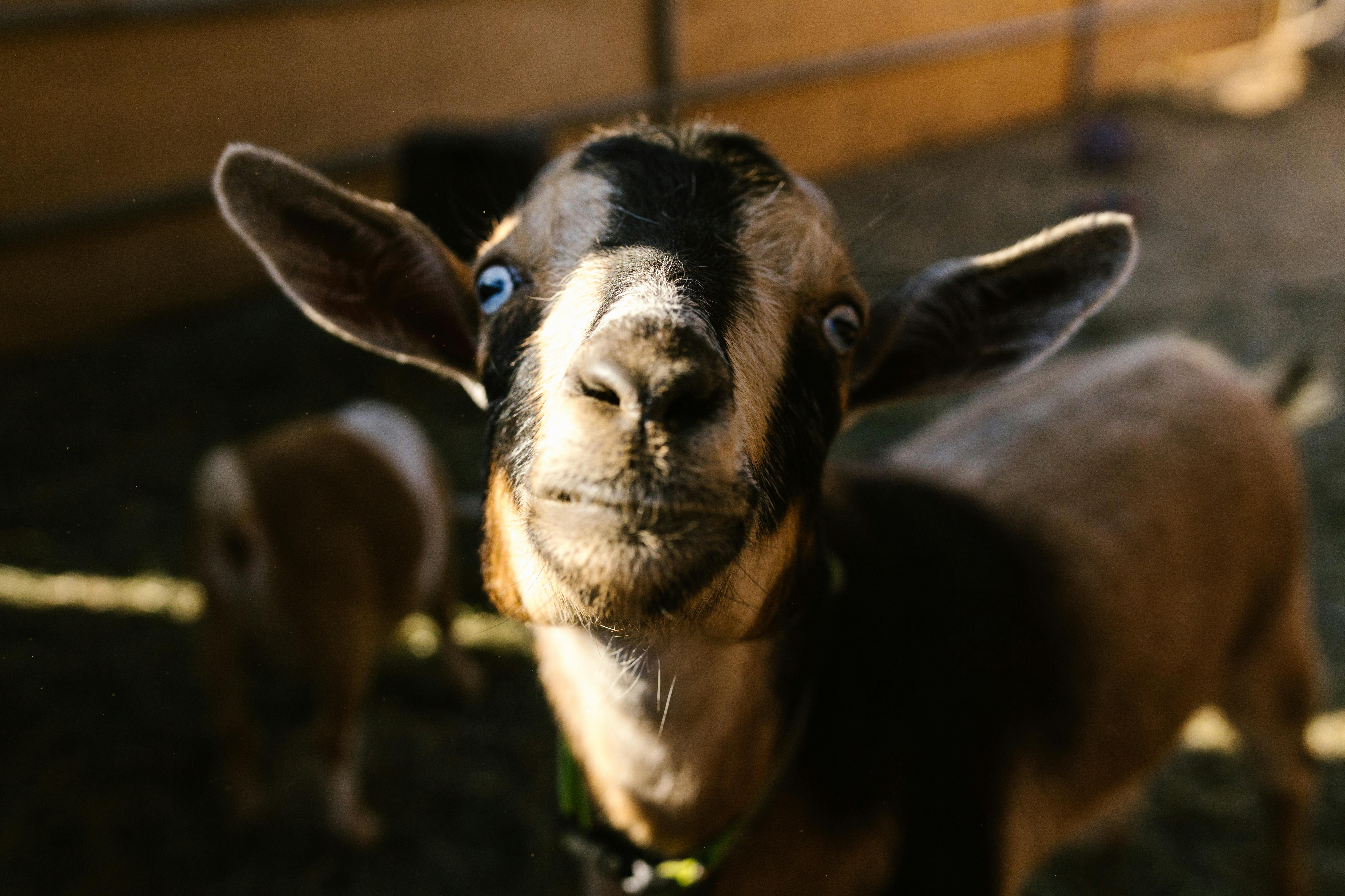 Shallow Focus Photo of a Goat's Face · Free Stock Photo