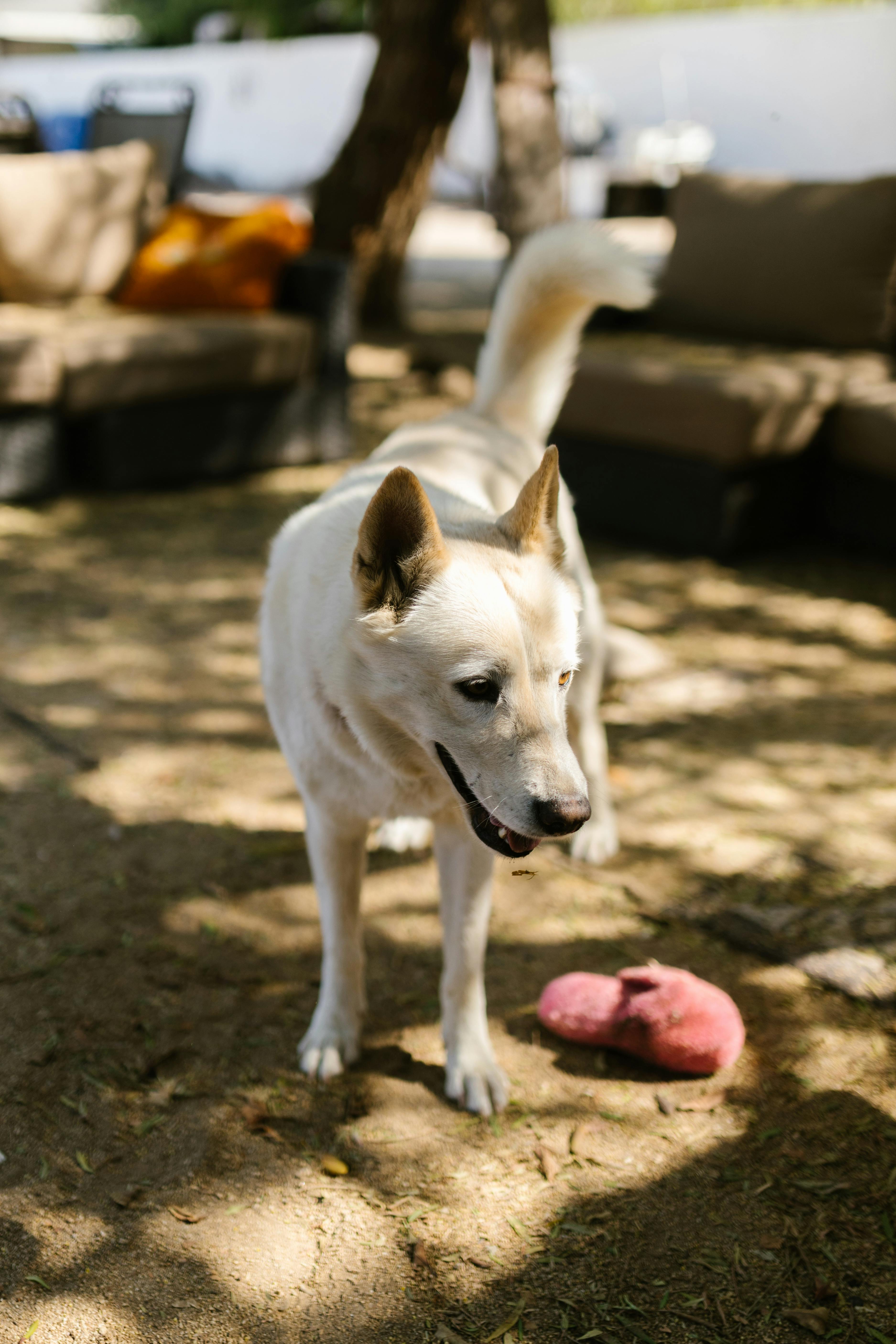 Shallow Focus of Short Coated Dog on Brown Soil · Free Stock Photo