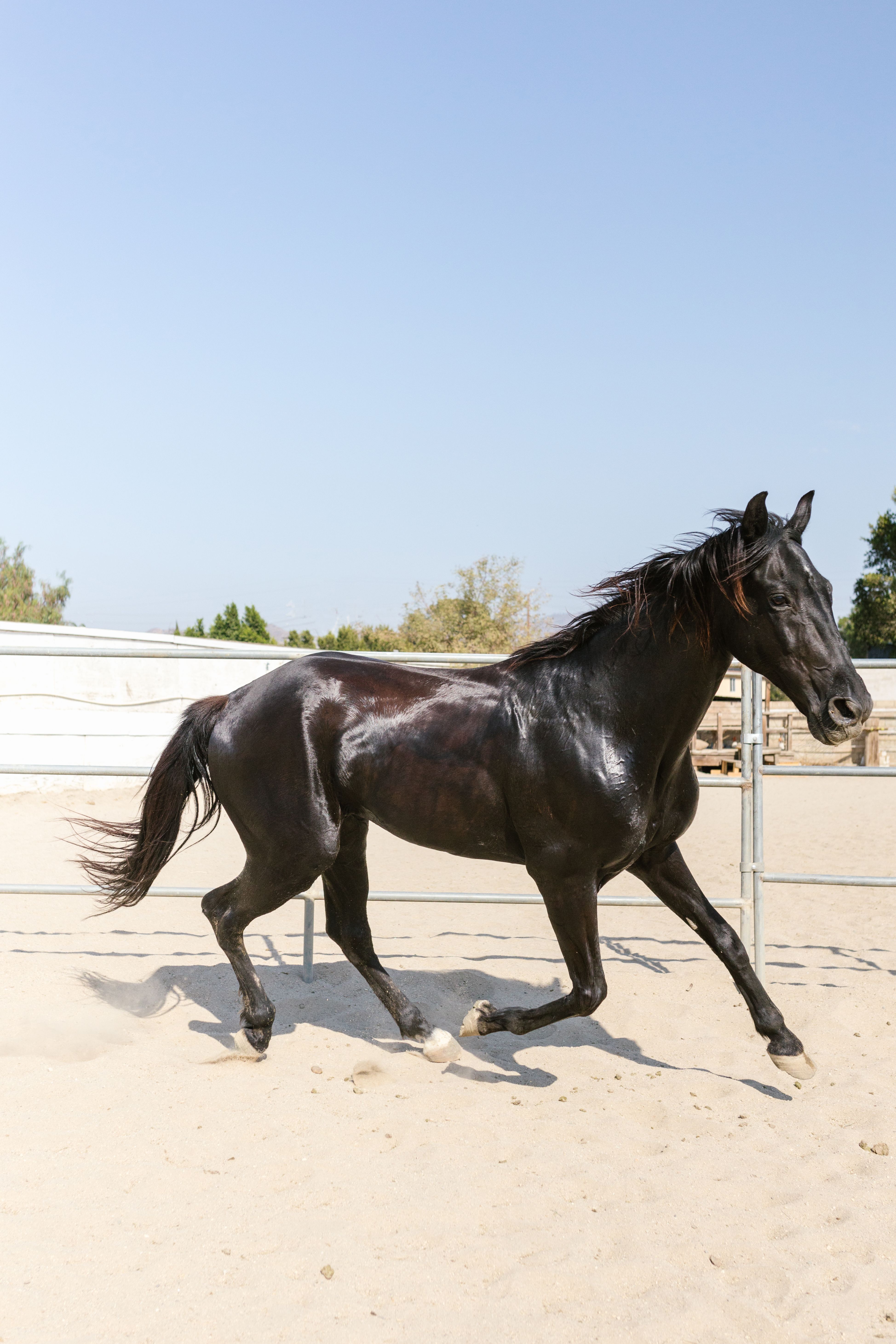 Running Horse Photos, Download The BEST Free Running Horse Stock Photos ...