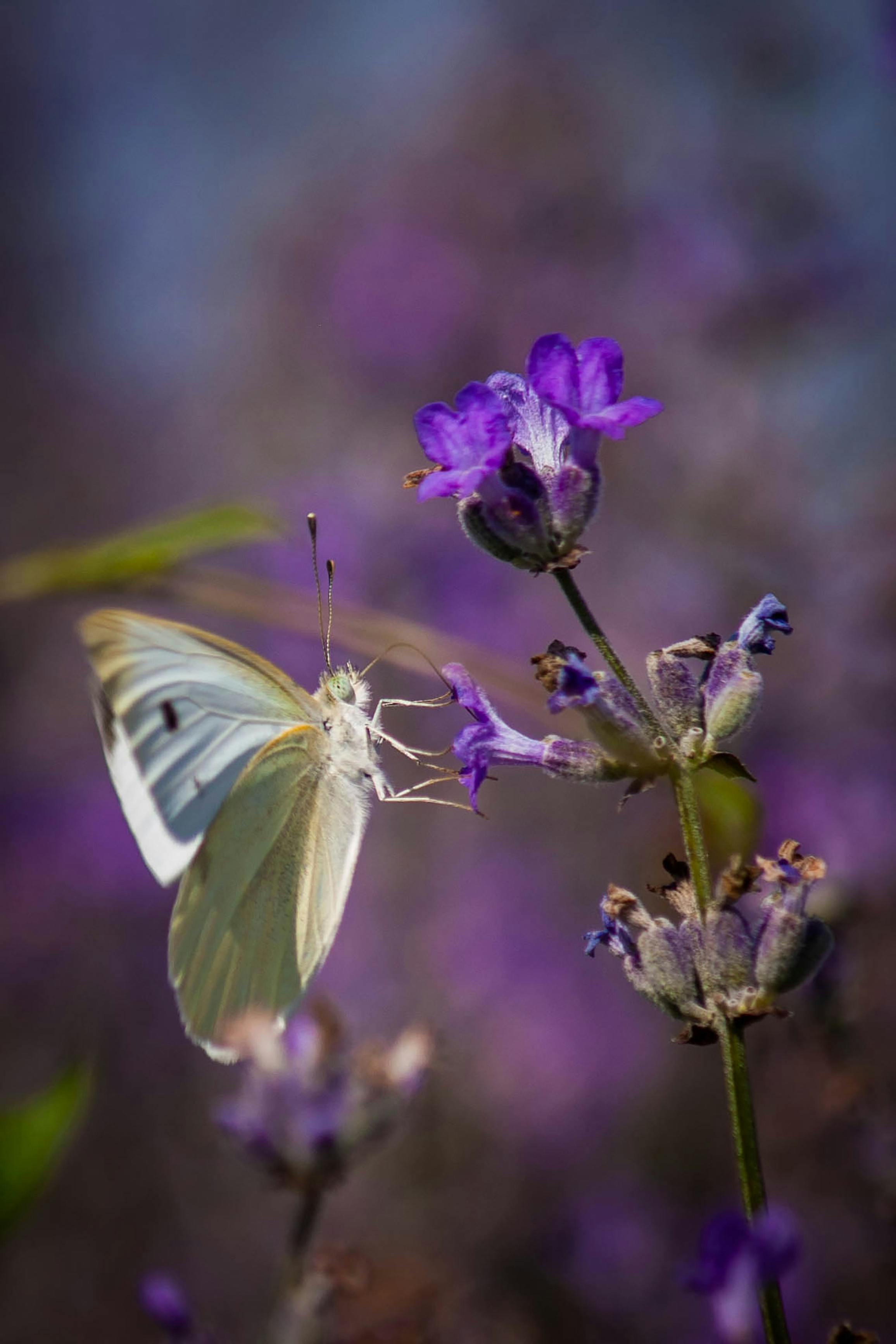 Purple Butterfly Photos, Download Free Purple Butterfly Stock Photos ...