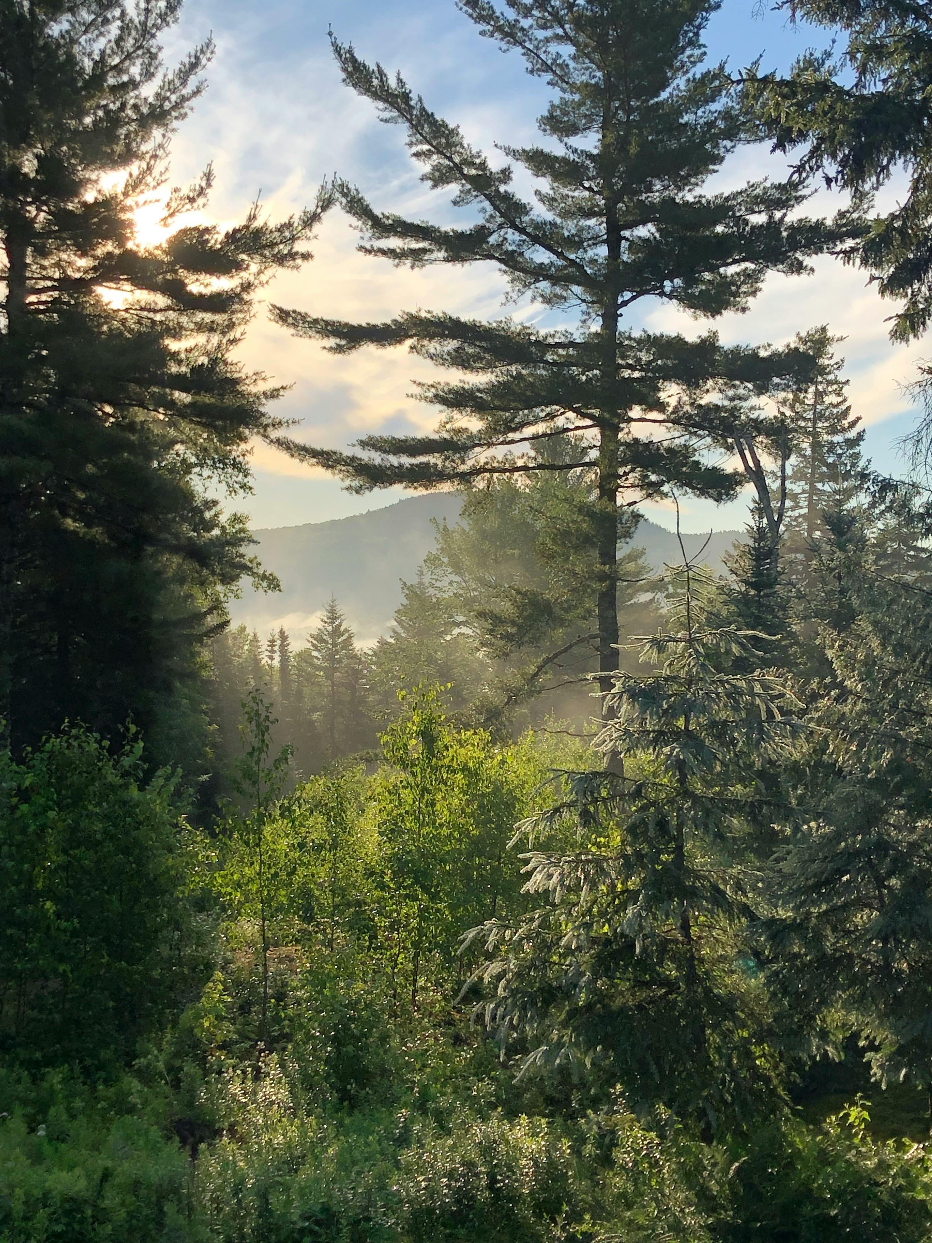 Landscape of Trees and a Mountain in Distance · Free Stock Photo