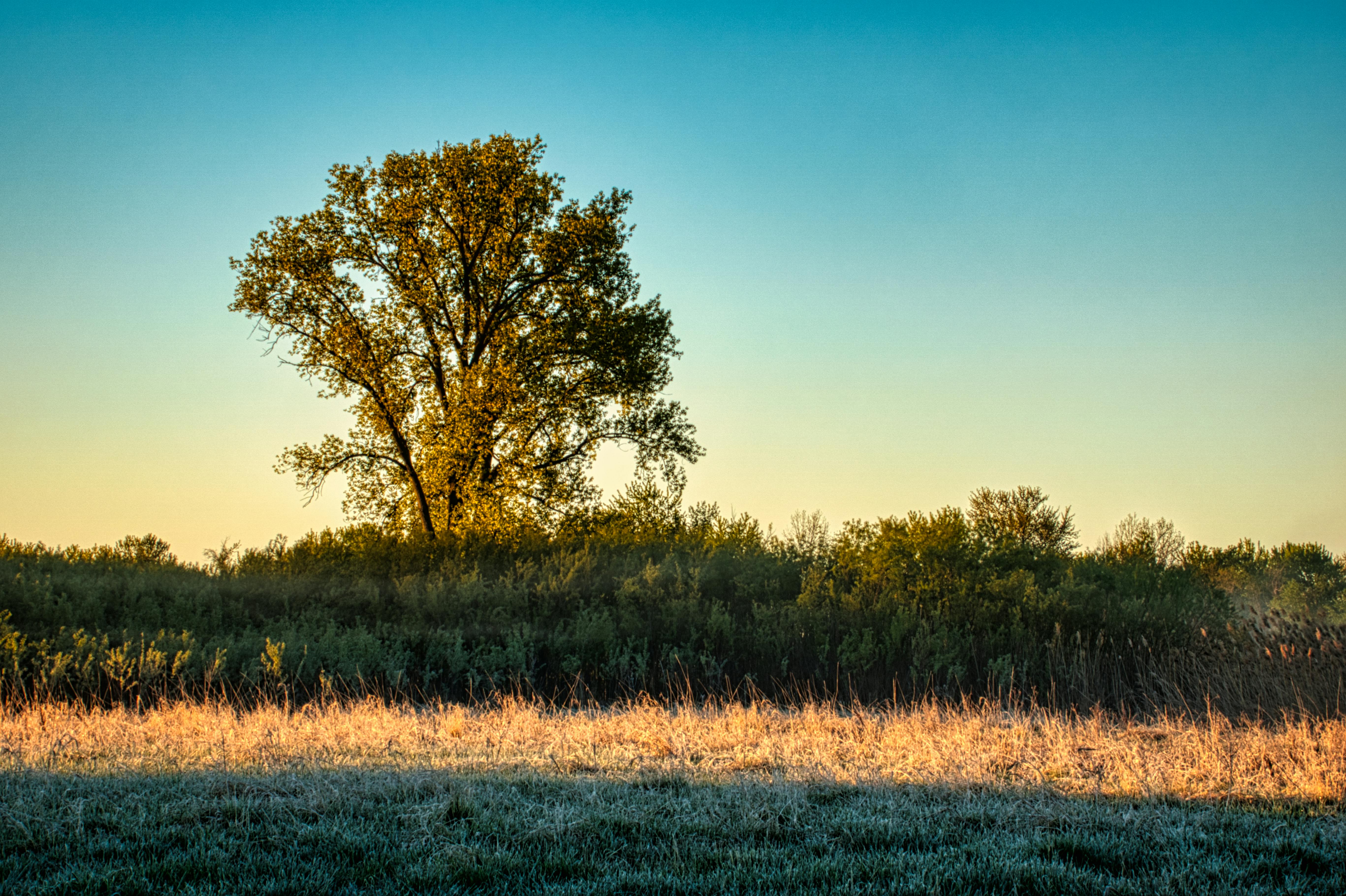 Prairie Tree Shadow Photos, Download The BEST Free Prairie Tree Shadow ...